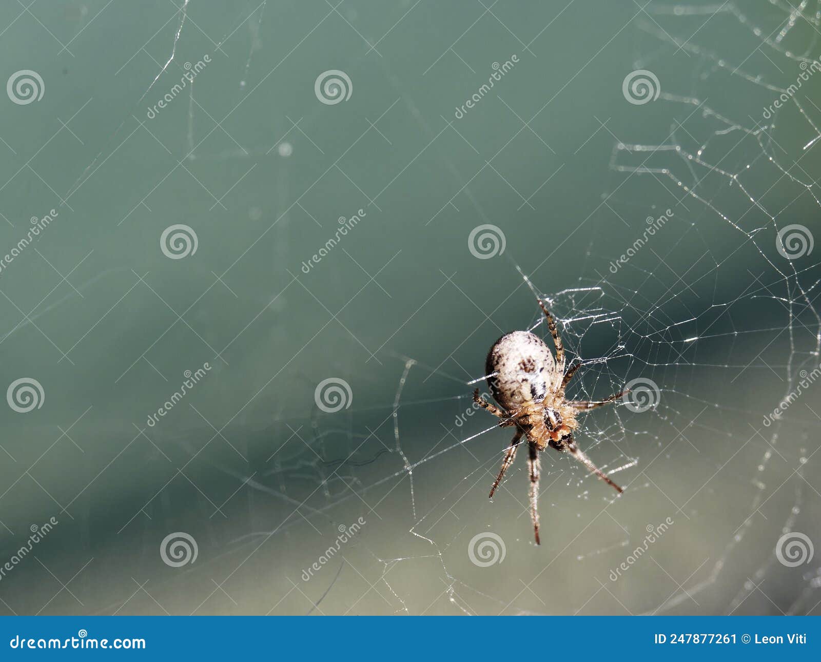 Detail of Spider Inside a Net Stock Image - Image of garden, macro ...