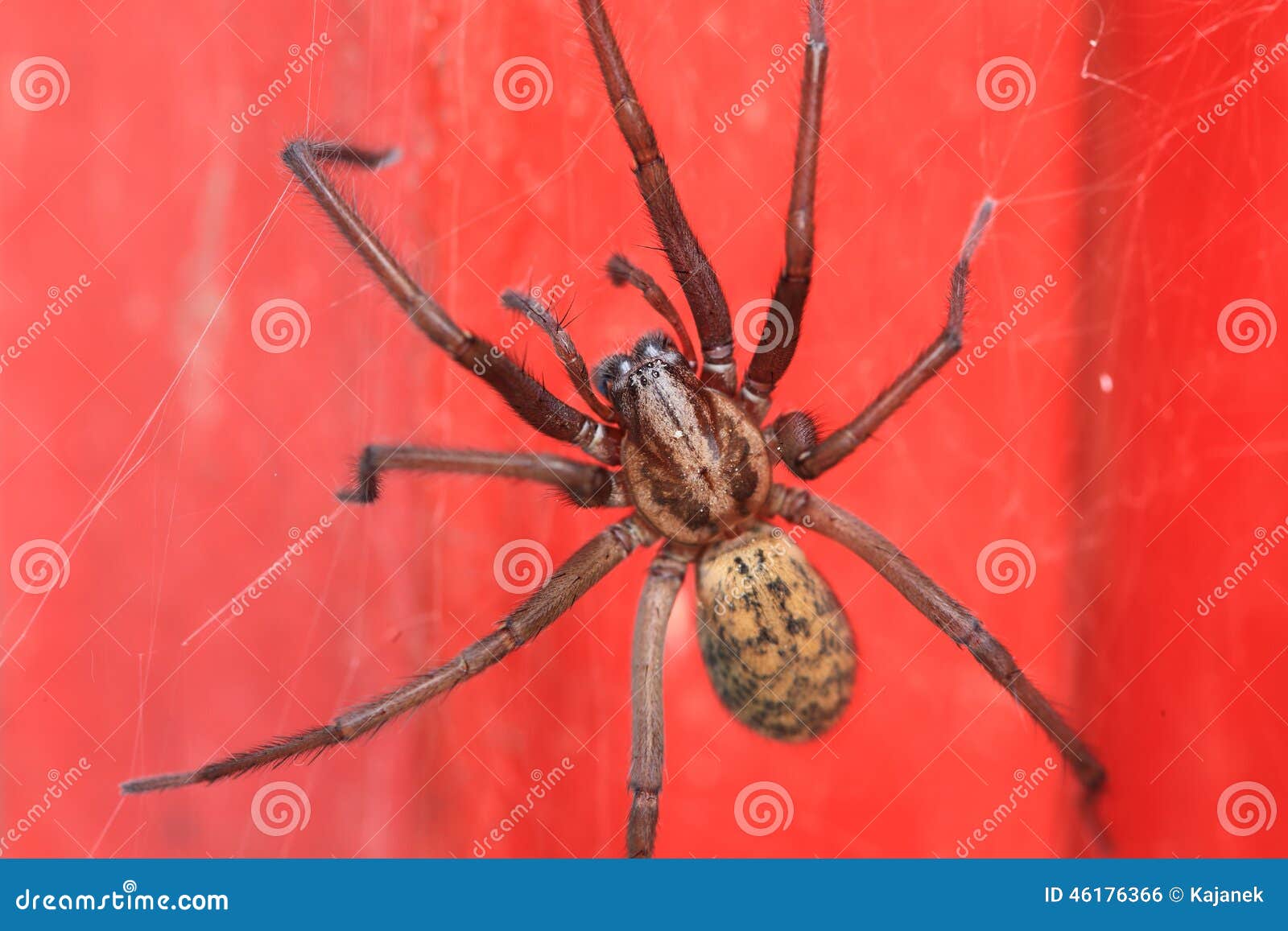Detail of the Spider on the Red Background Stock Photo - Image of ...