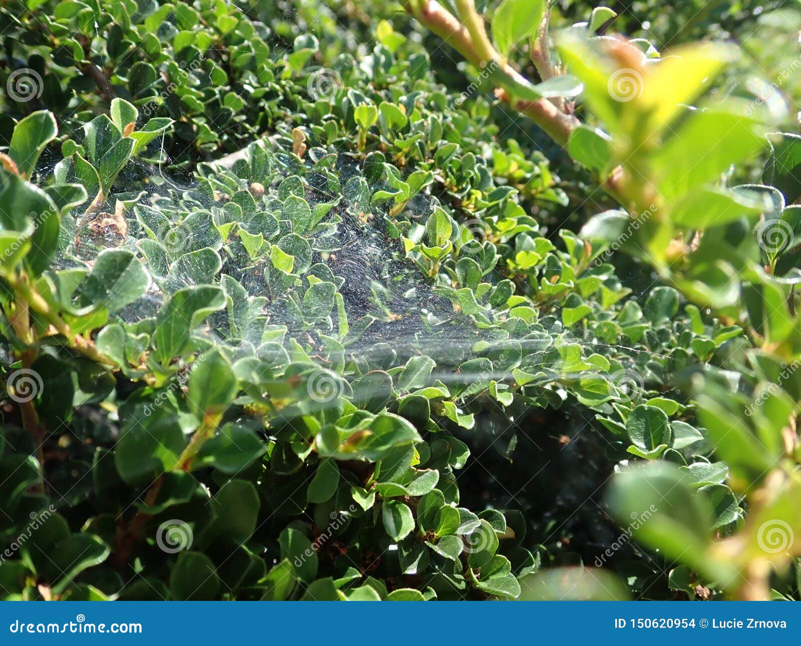 Spider Web on a Green Tree Branch Stock Photo - Image of evergreen ...