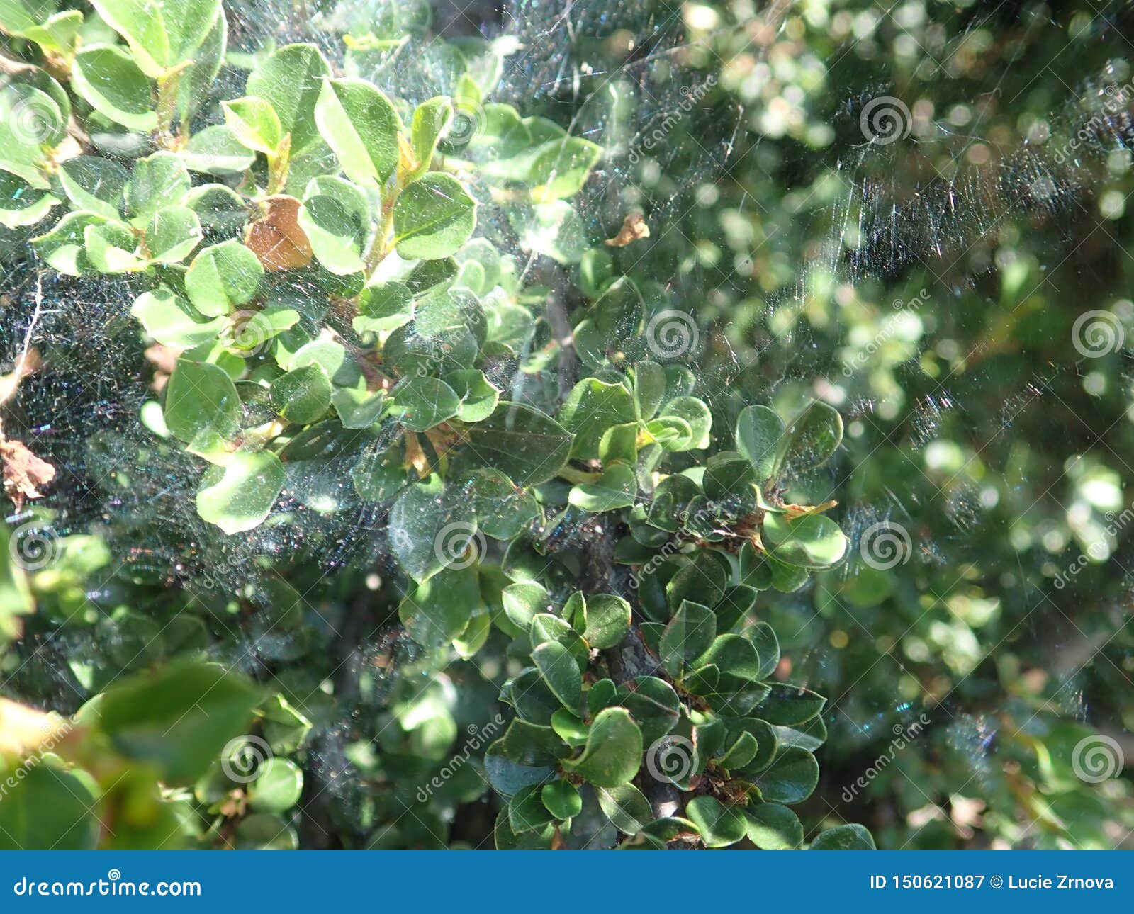 Spider Web on a Green Tree Branch Stock Image - Image of environment ...