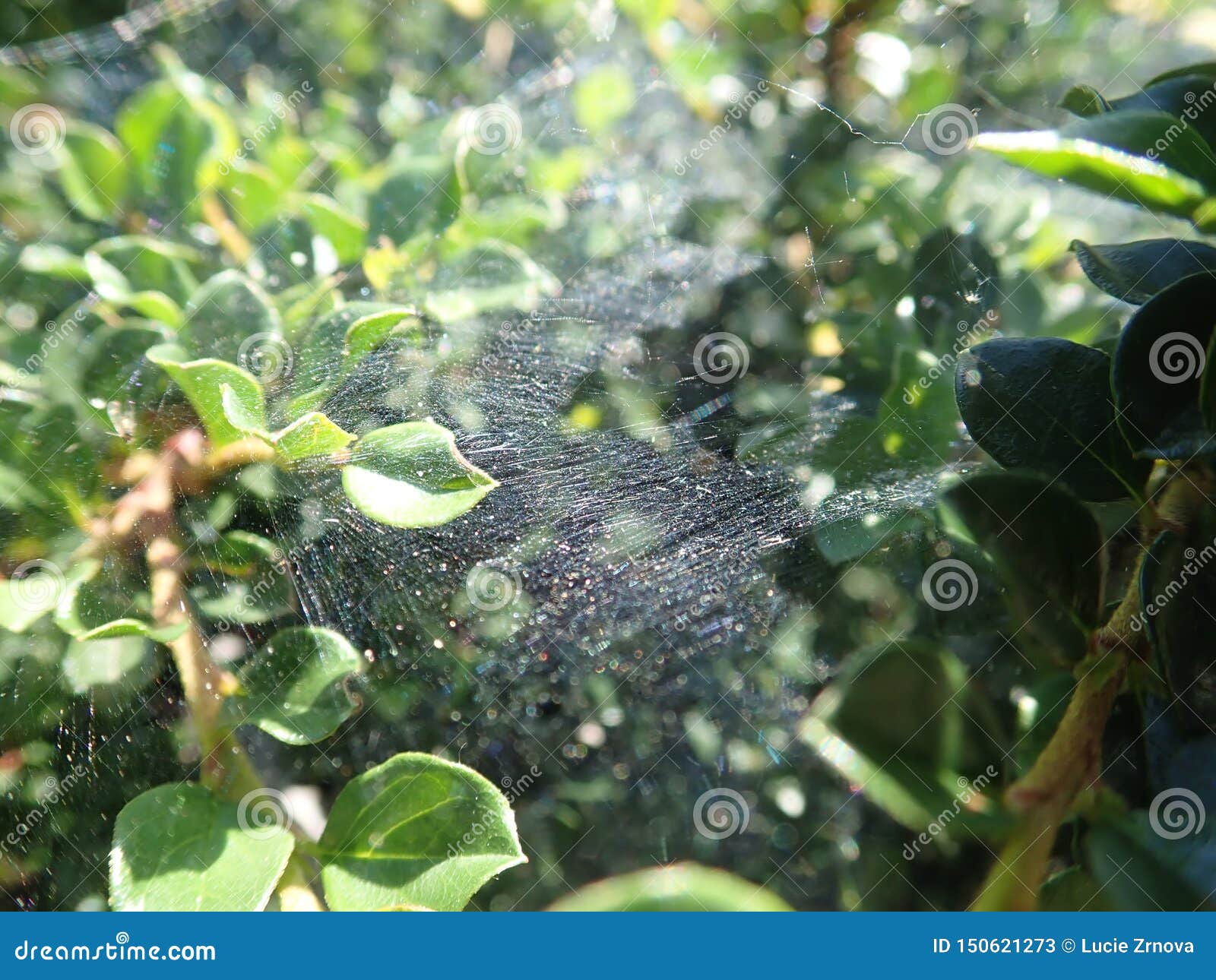 Spider Web on a Green Tree Branch Stock Image - Image of outdoor ...
