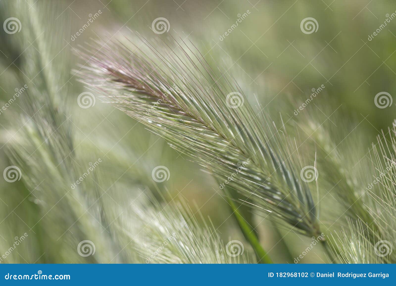 Detail of a Spike in the Field Stock Photo - Image of produce ...