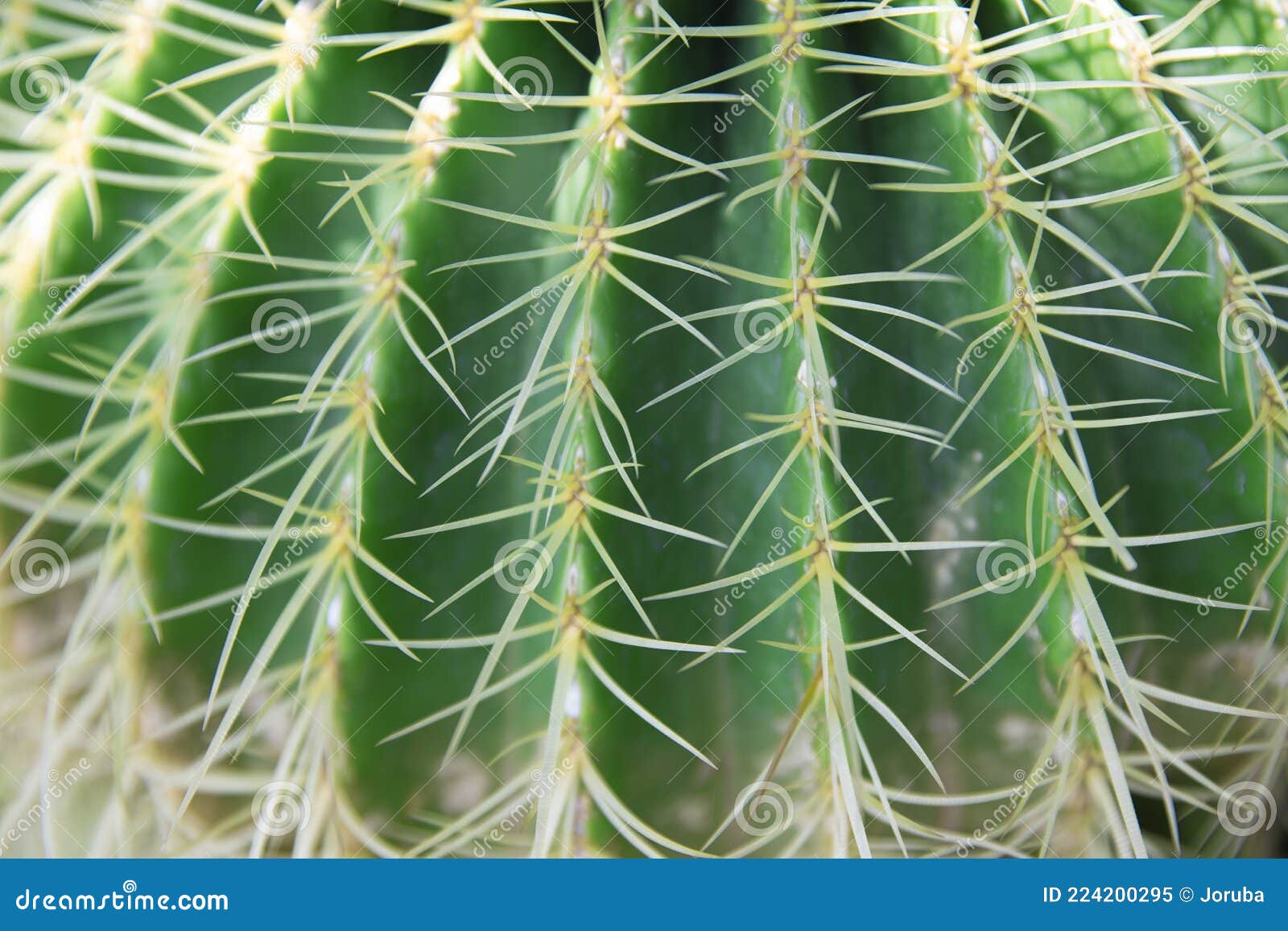 7,879 Spiky Cactus Photos - Free & Royalty-Free Stock Photos from ...