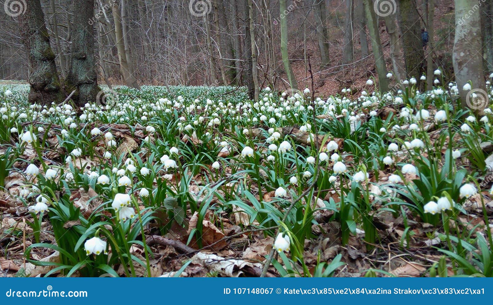 Spring snowflake stock image. Image of bloom, forest - 107148067