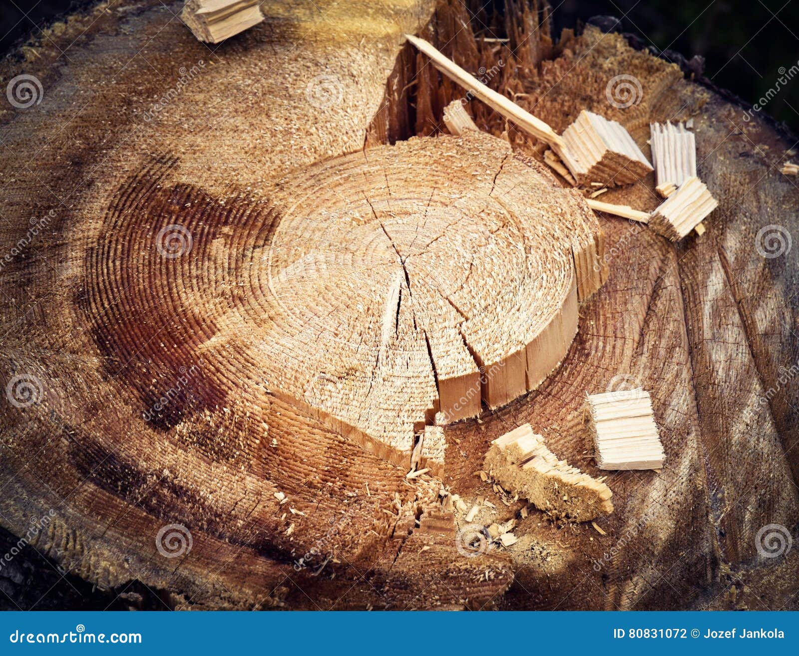 Detail on spruce stump stock photo. Image of white, ring - 80831072