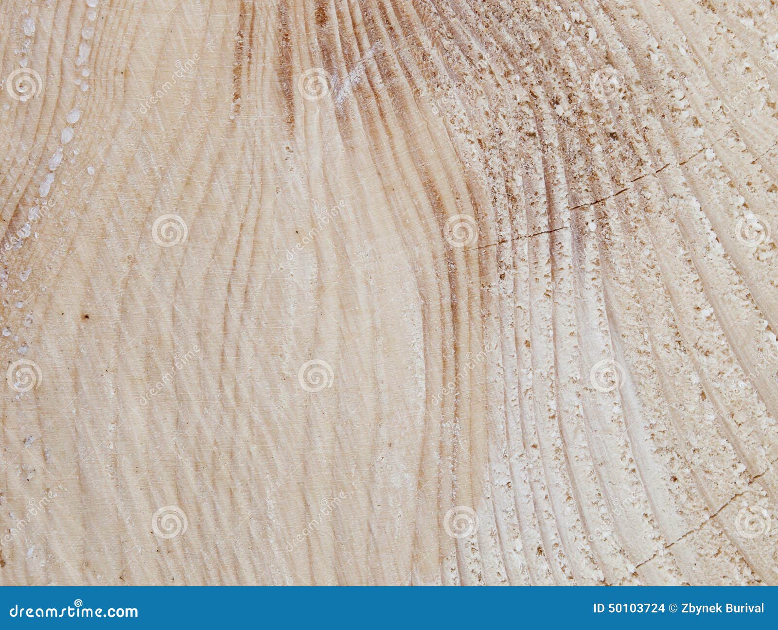 Detail of the Spruce Tree-rings Stock Photo - Image of wooden, growth ...