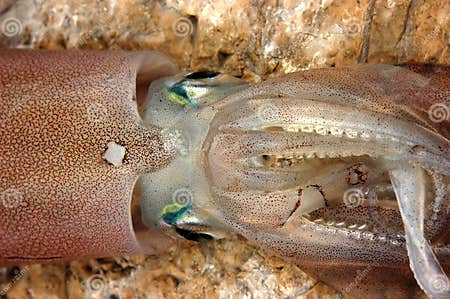 Detail of a squids head stock image. Image of fishing - 9175959