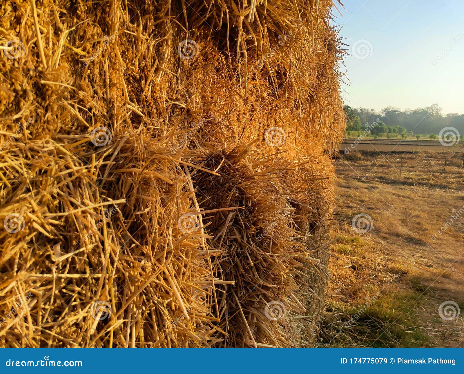 Detail stack straw stock image. Image of agricultural - 174775079