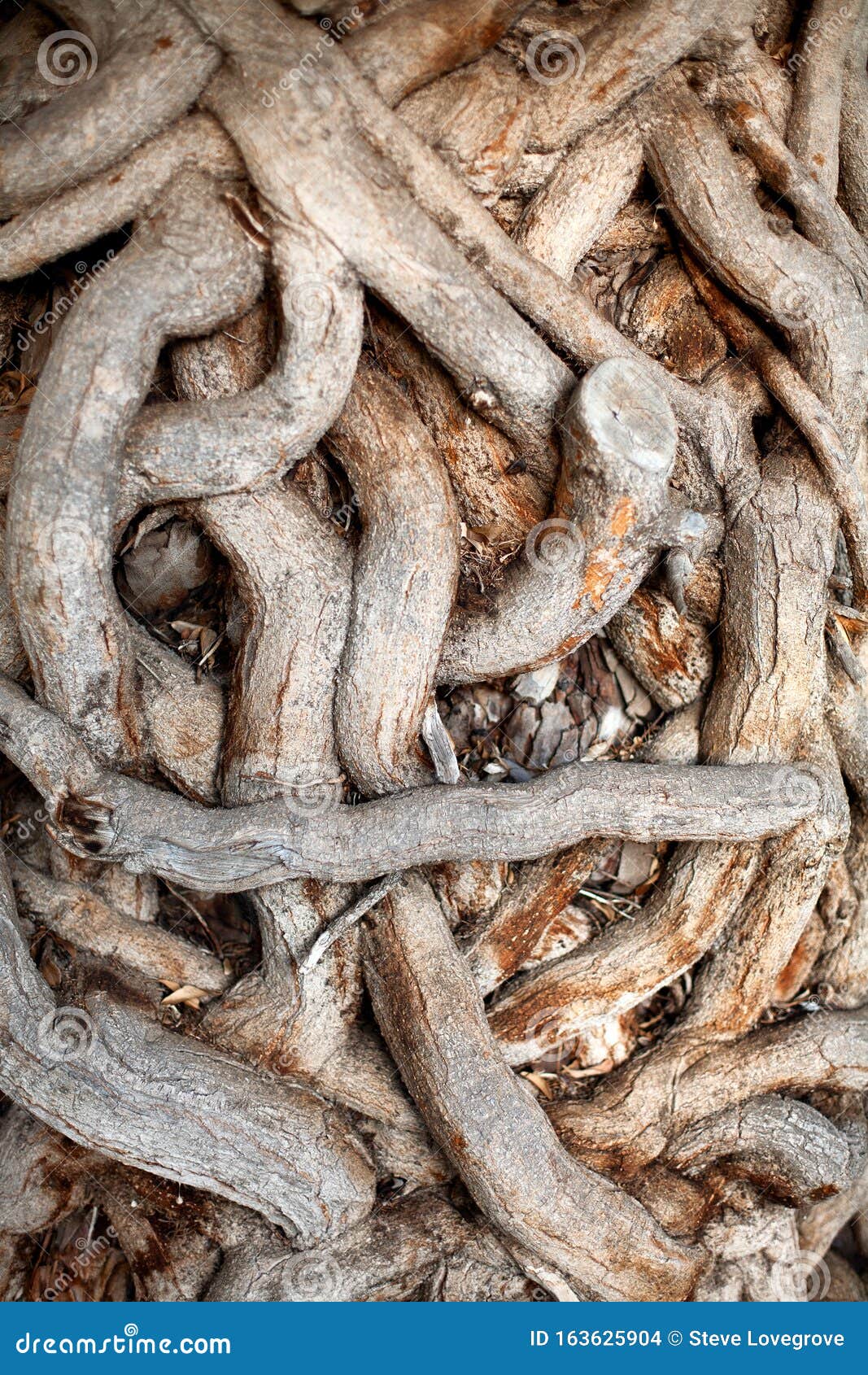 Detail of strange tree stock photo. Image of tree, trunk - 163625904