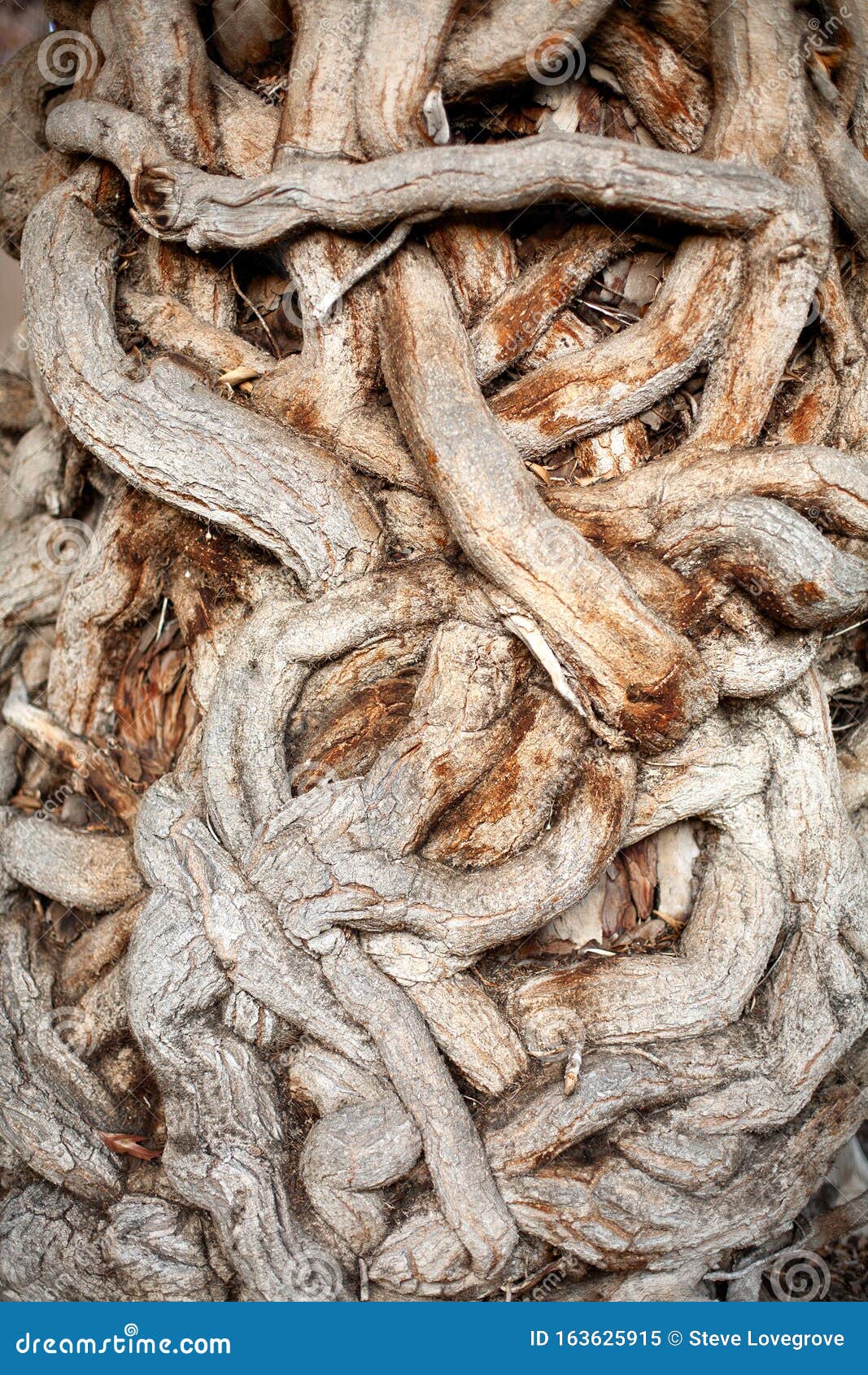 Detail of strange tree stock image. Image of flora, curly - 163625915