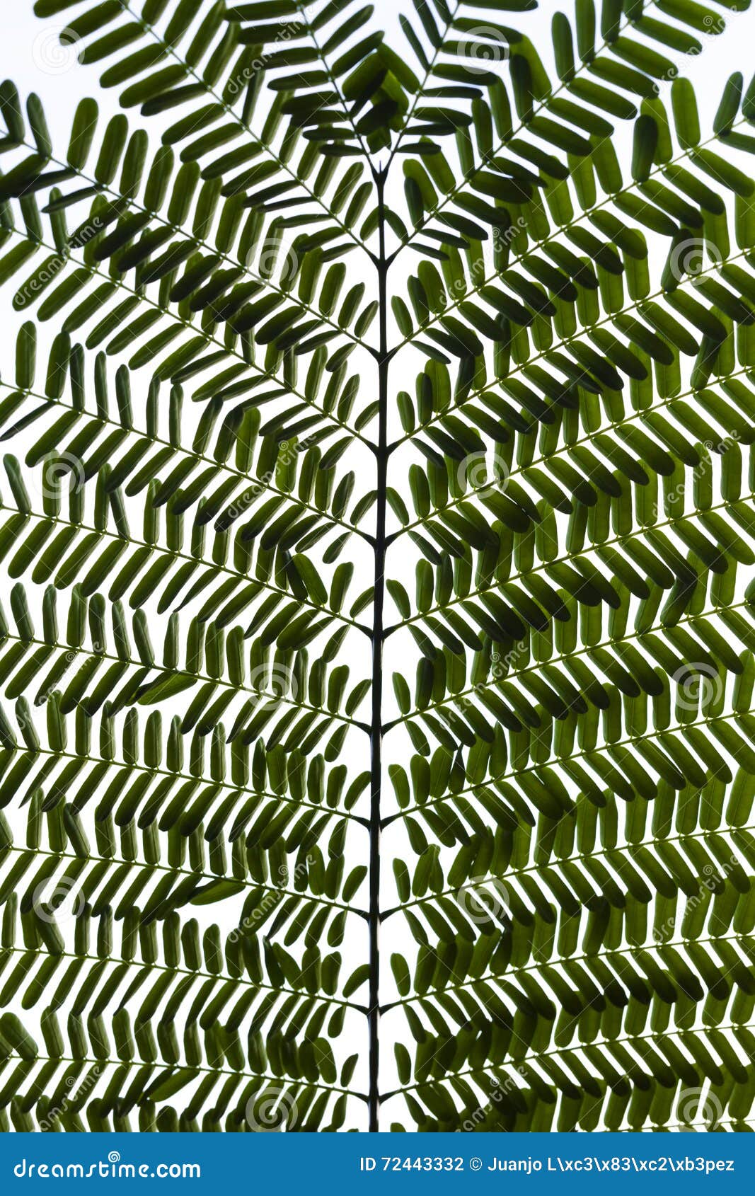 Detail of a Structure of a Fern Leaf Stock Photo - Image of beautiful ...