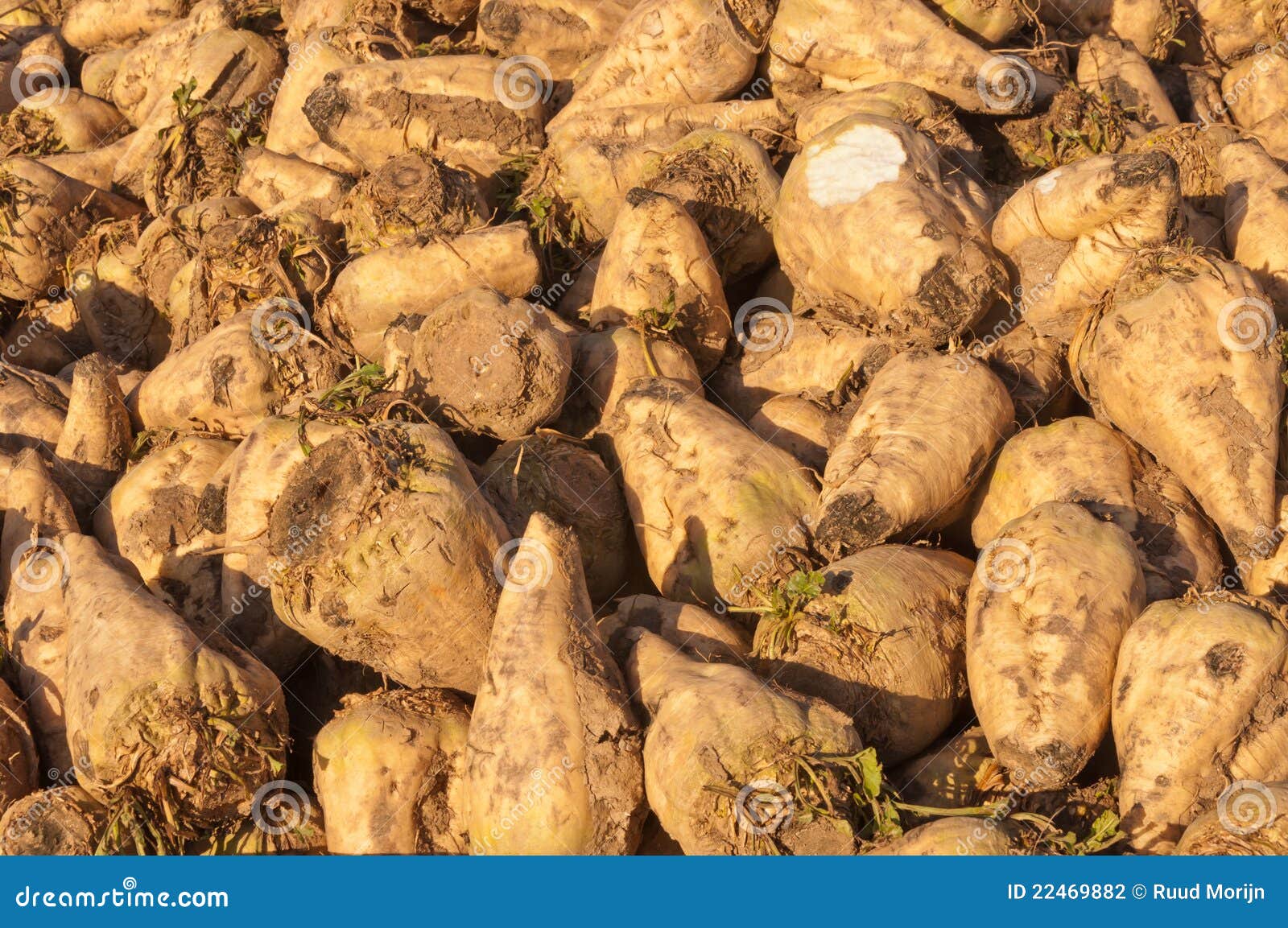 Sugar Beets Are Young. Sugar Beet Field. Sugar Beet. Stock Image ...