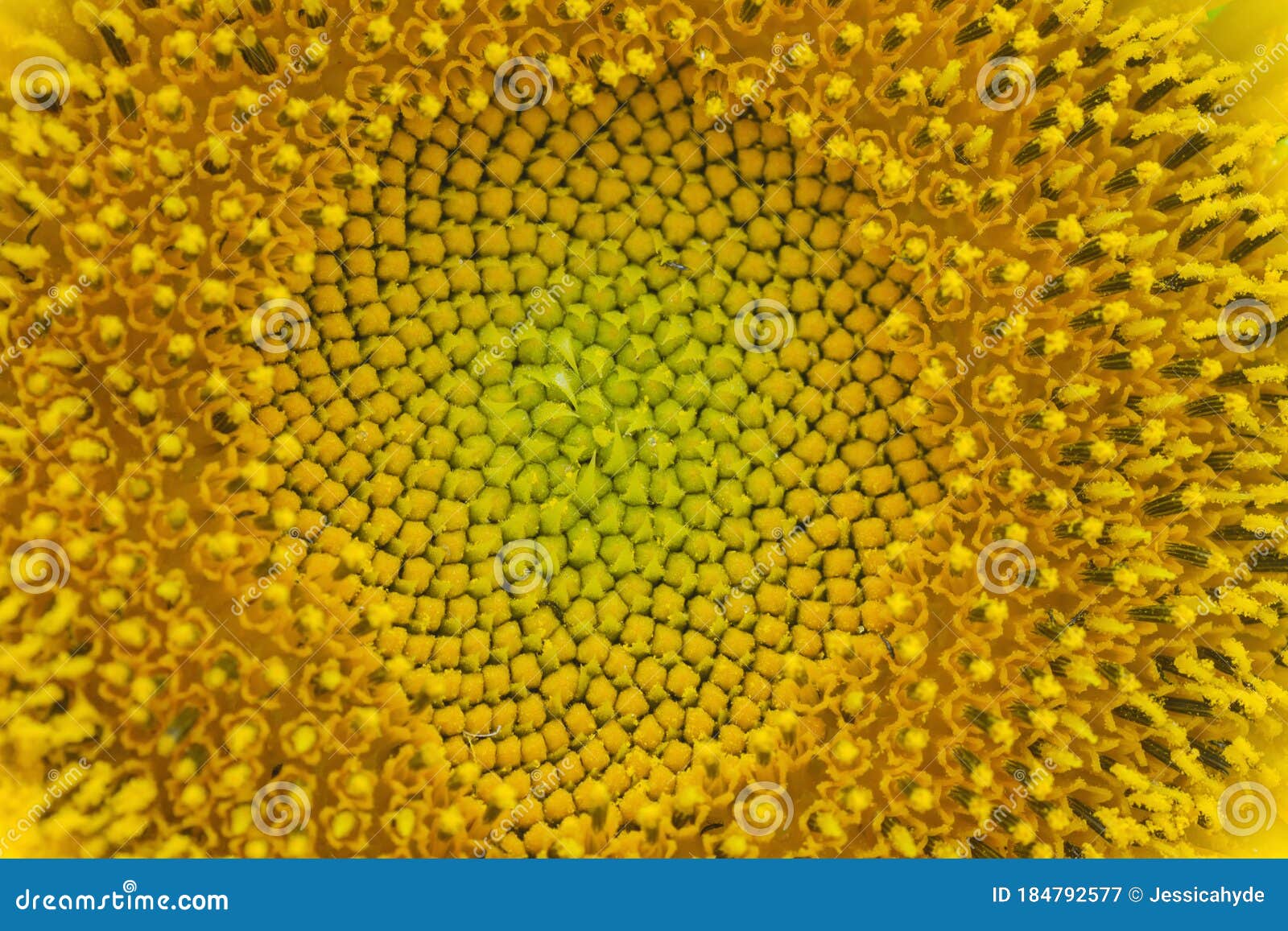 Detail of Sunflower Disk Forets in Spirals Stock Image - Image of green ...