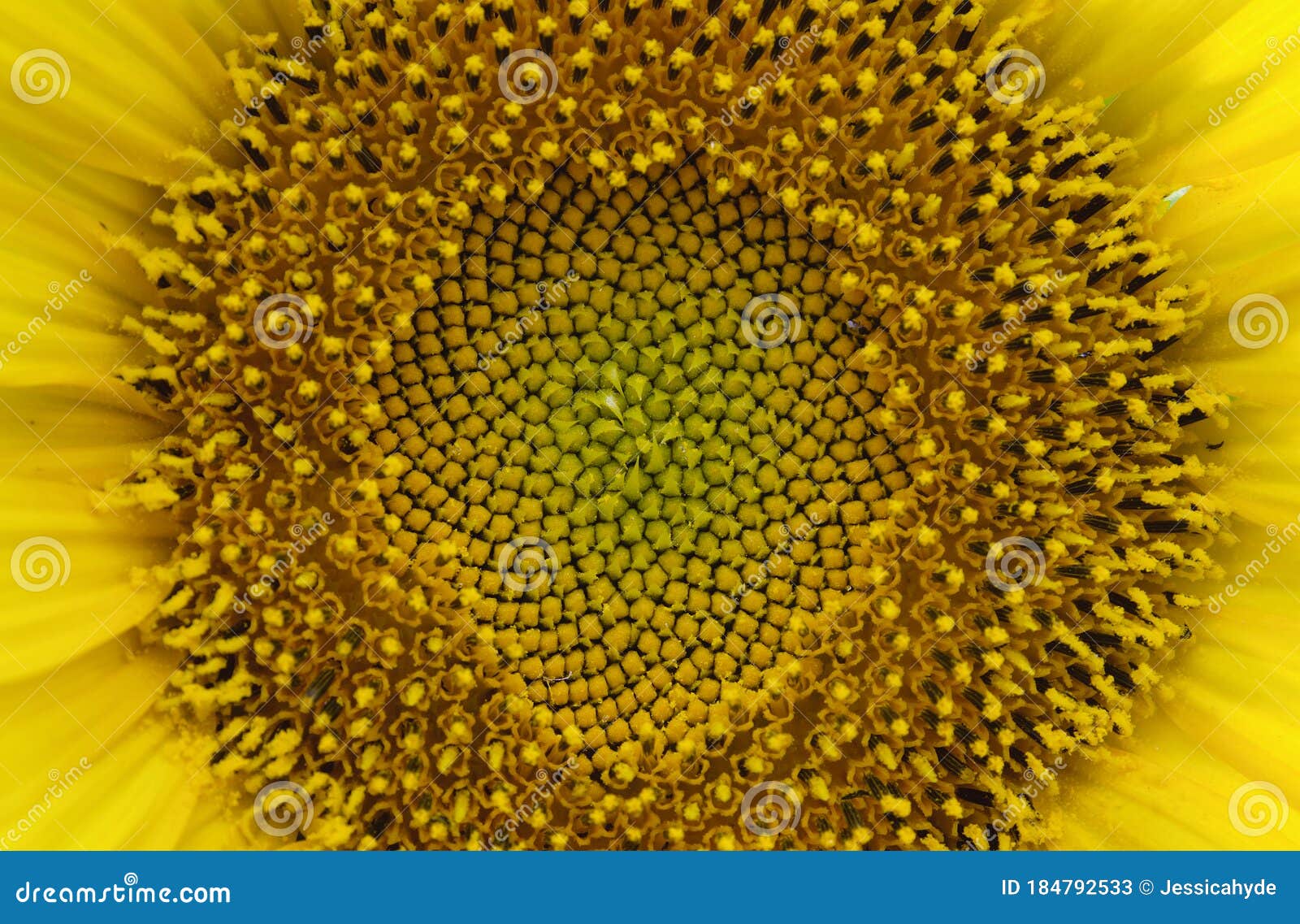 Detail of Sunflower Flowerhead Disk Florets Stock Image - Image of ...