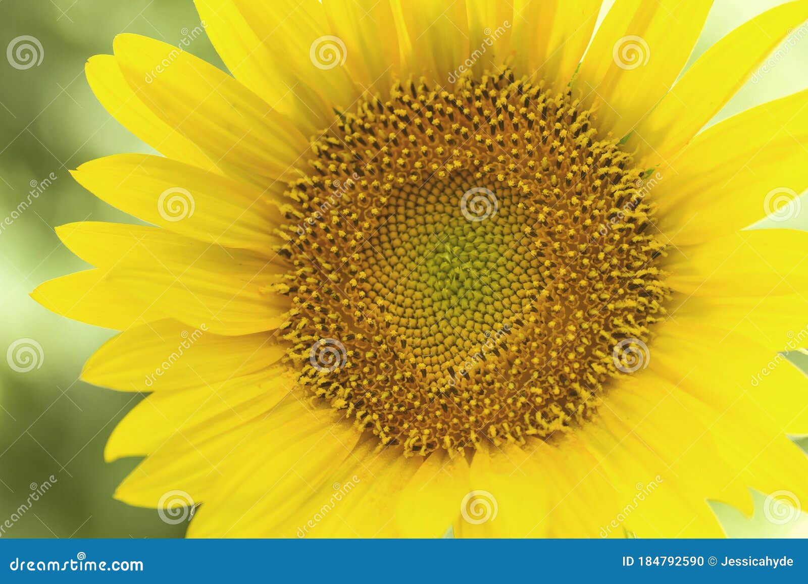 Detail of Sunflower Flowerhead with Florets Stock Photo - Image of ...