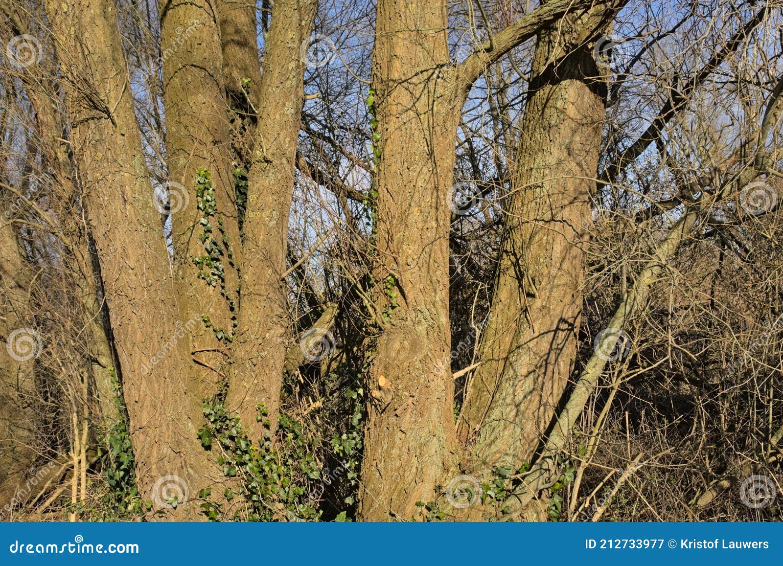 Salix Stem, Salix Integra, In The Garden In June. Salix Integra Is A ...