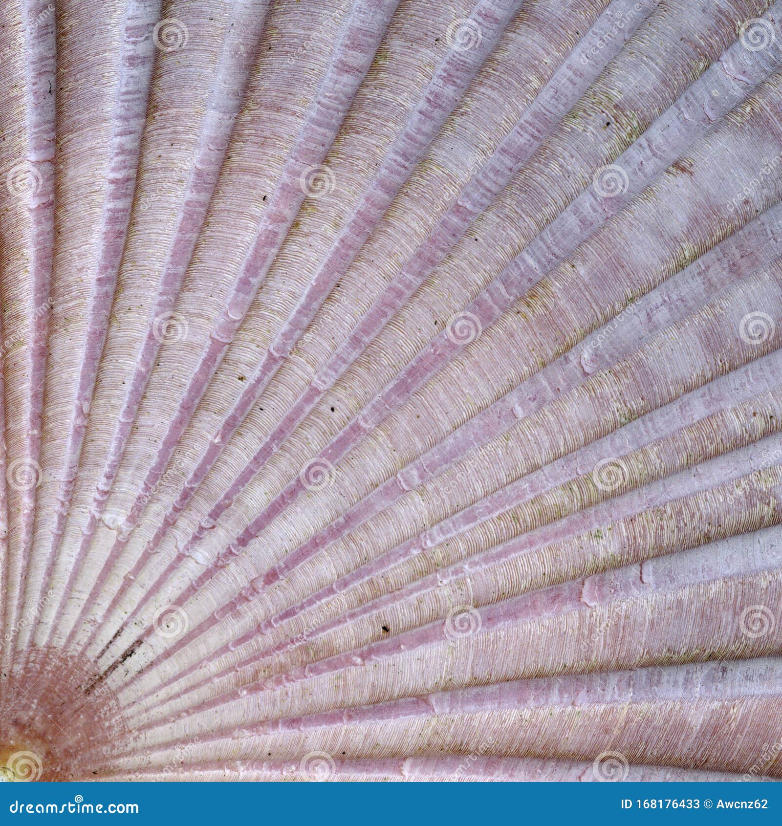 Detail of sea shell stock image. Image of shapes, pattern - 168176433