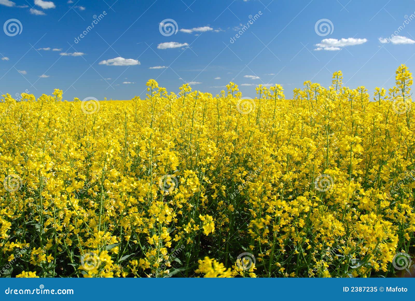 Detail, swedish field stock image. Image of export, import - 2387235