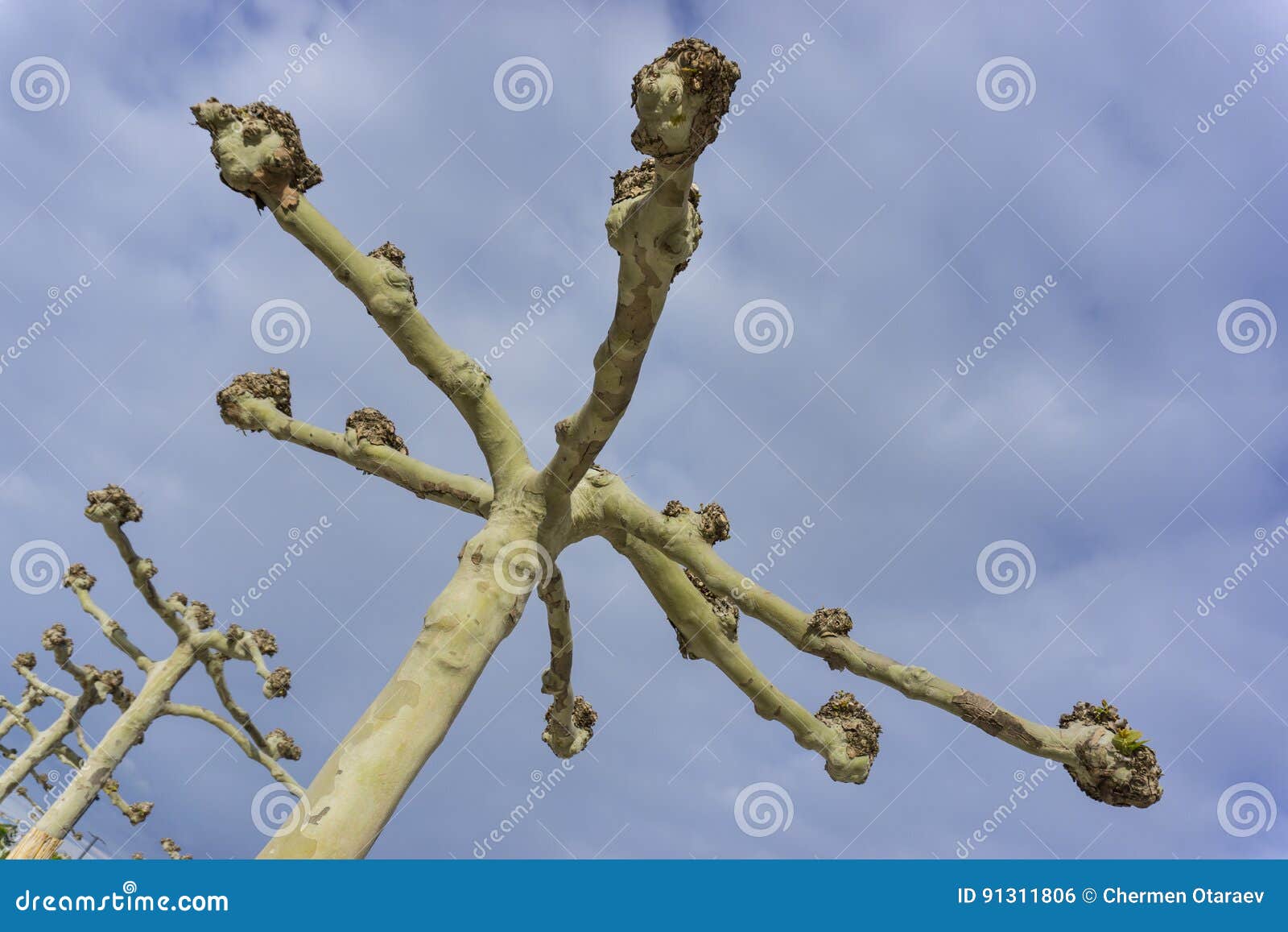 Detail Sycamore Tree without Leaves on Blue Sky Background Stock Photo ...
