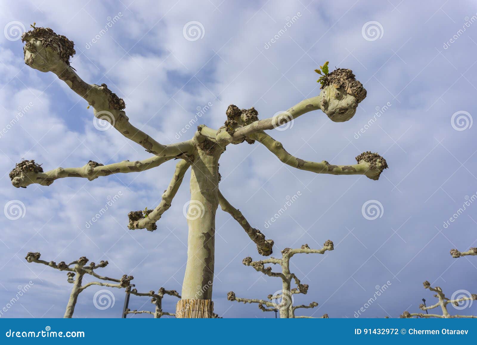 Detail Sycamore Tree without Leaves on Blue Sky Background Stock Photo ...