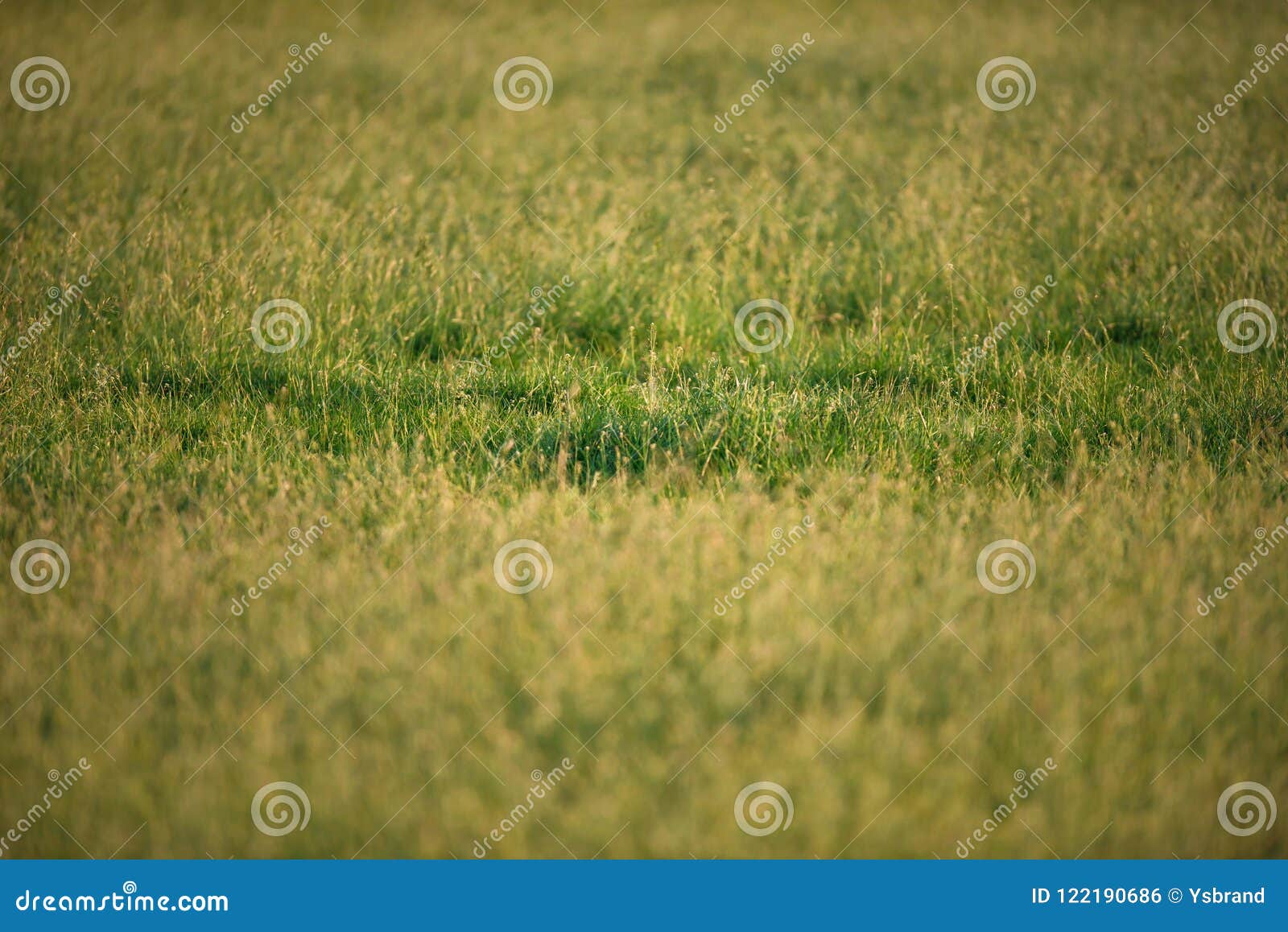 Detail Of Tall Grass In Field. Stock Photography | CartoonDealer.com ...