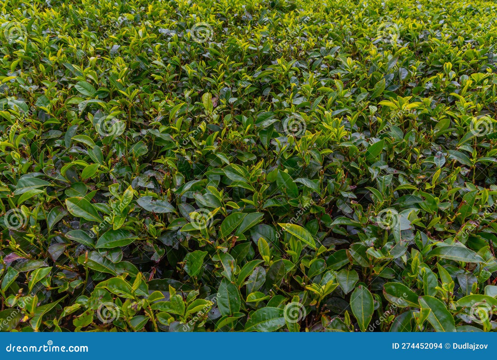 Detail of Tea Plants at Sri Lanka Stock Photo - Image of culture ...