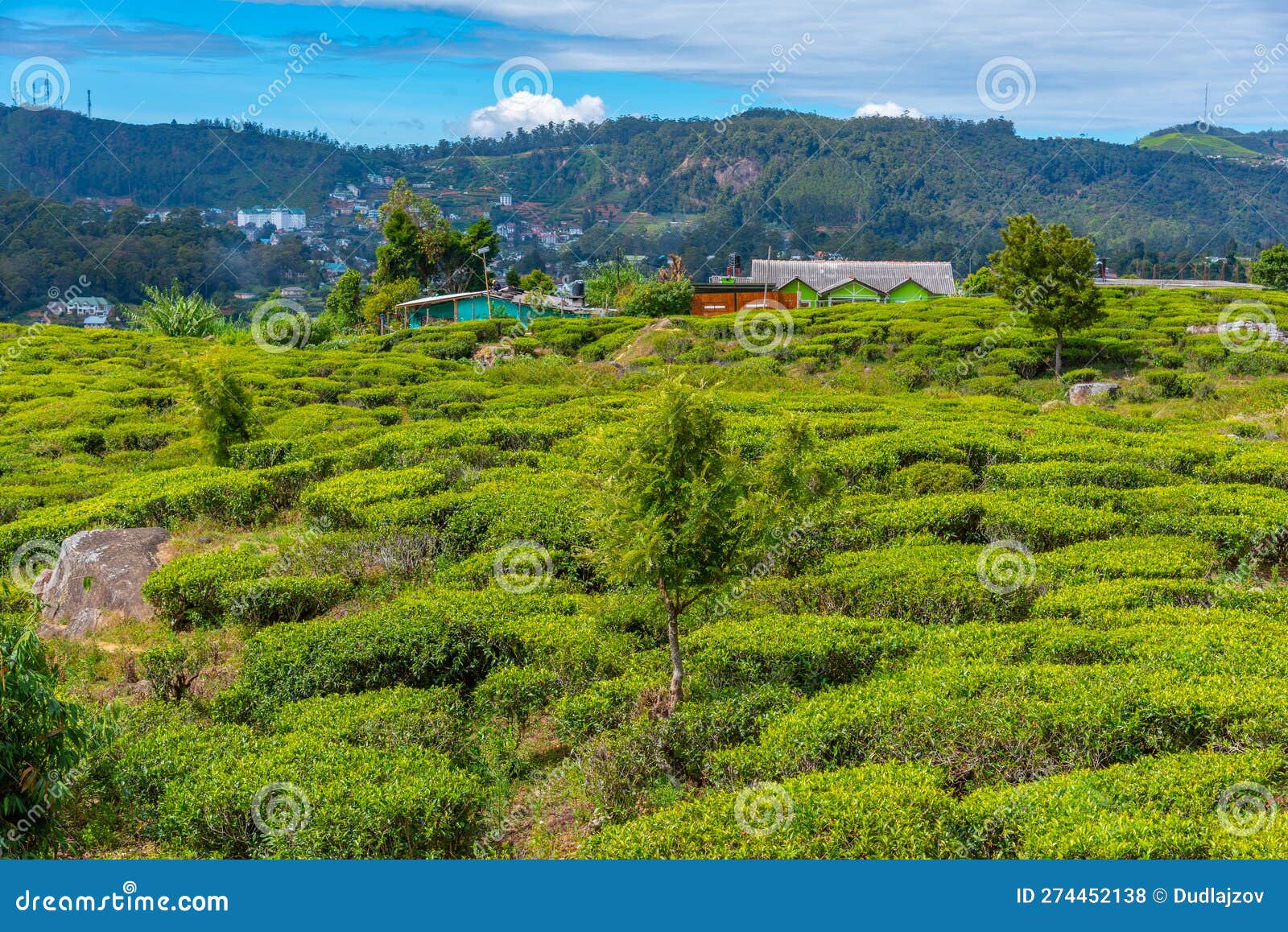 Detail of Tea Plants at Sri Lanka Stock Photo - Image of plantation ...