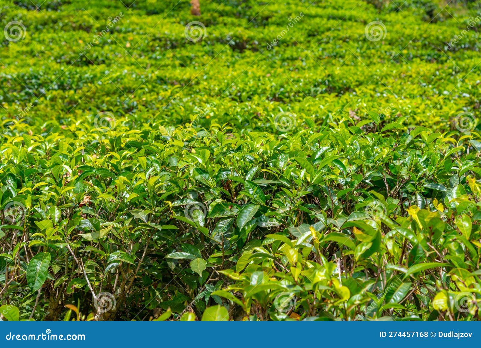 Detail of Tea Plants at Sri Lanka Stock Photo - Image of tourism, field ...