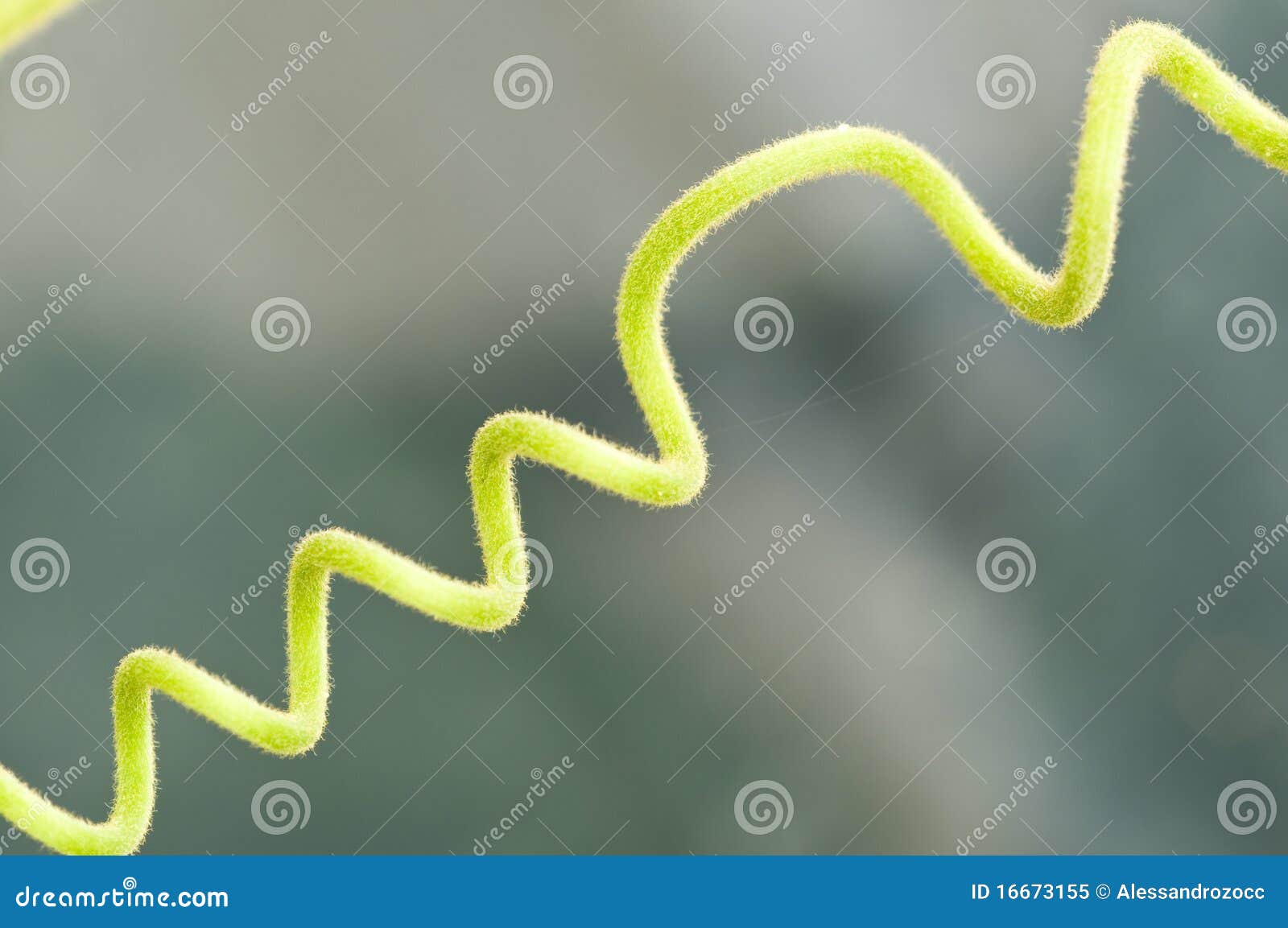 Detail of a tendril stock image. Image of macro, tendril - 16673155