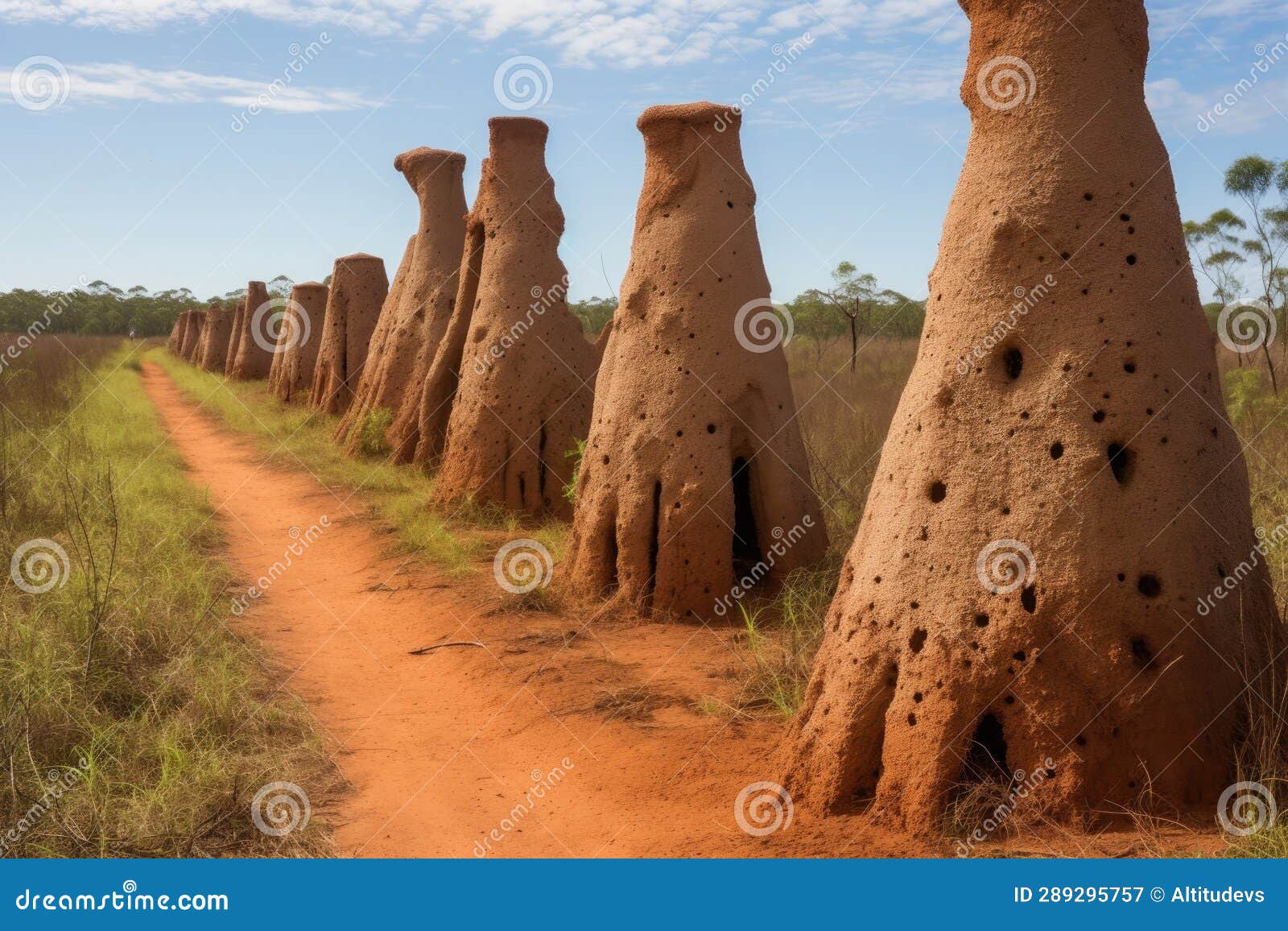 Detail of Termite Mounds Complex Architecture Stock Image - Image of ...