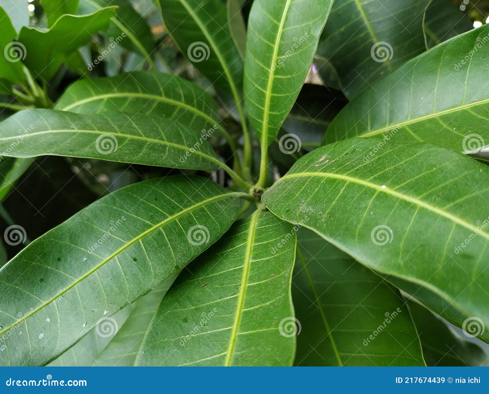 Detail Texture of Green Leaves, Mango Trees Stock Image - Image of ...
