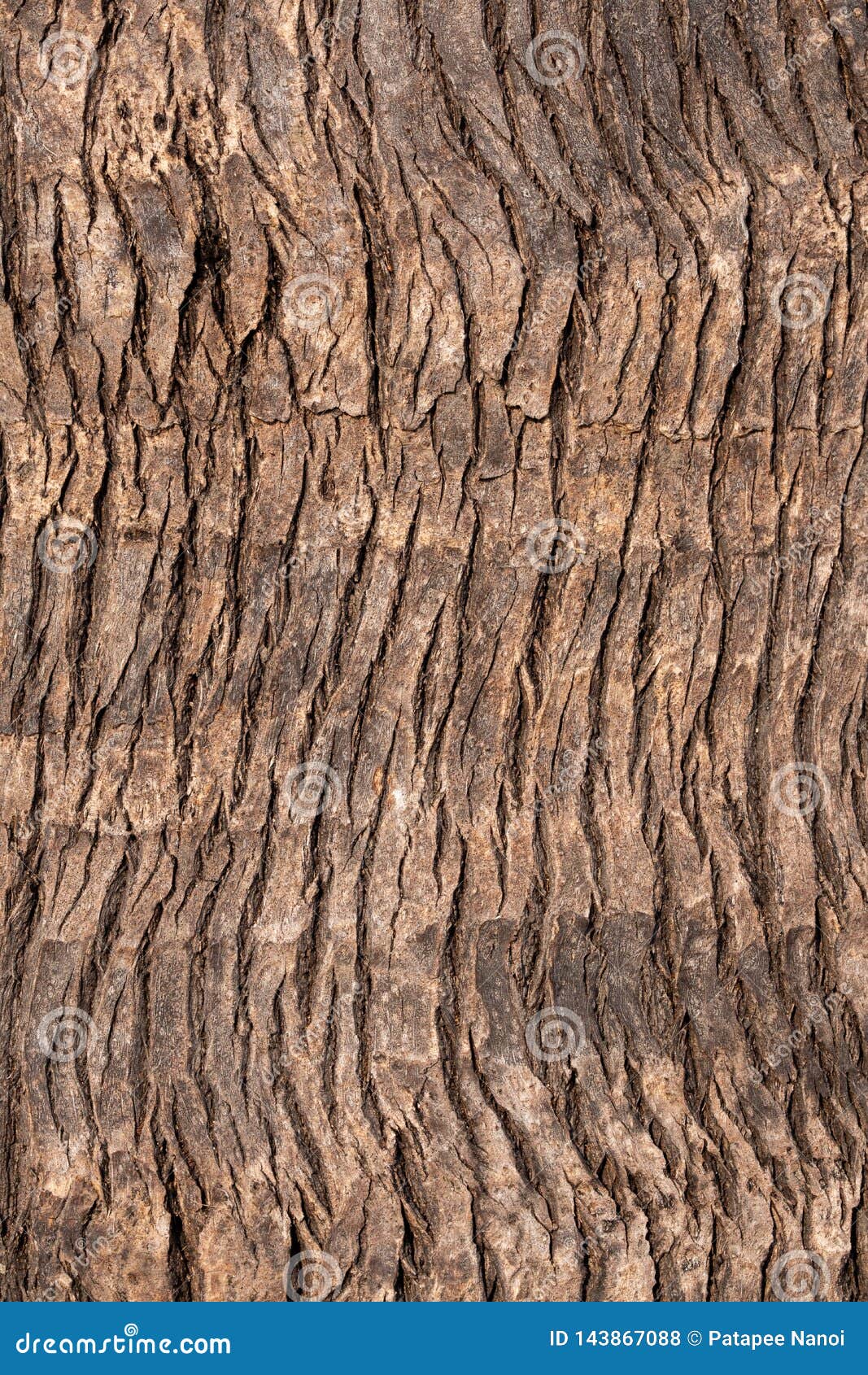 Detail and Texture from Palm Tree Stock Photo - Image of strong ...