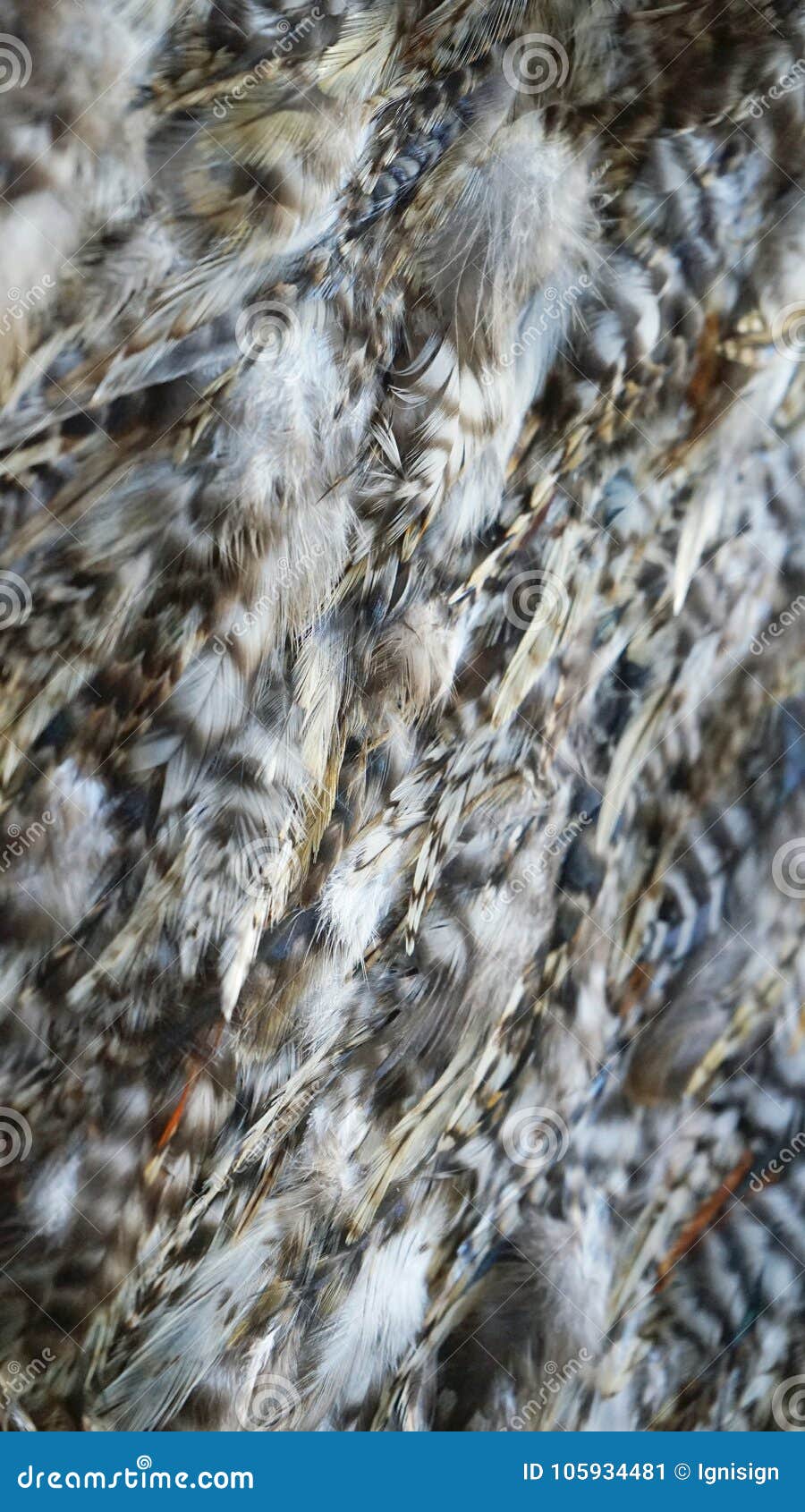 A Detail of Texture and Pattern of Bird Feather at a Bird Wing ...