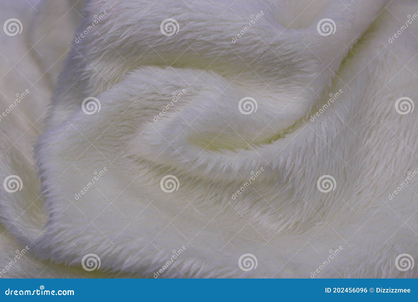 Close up Off White Fur stock photo. Image of nature - 202456096