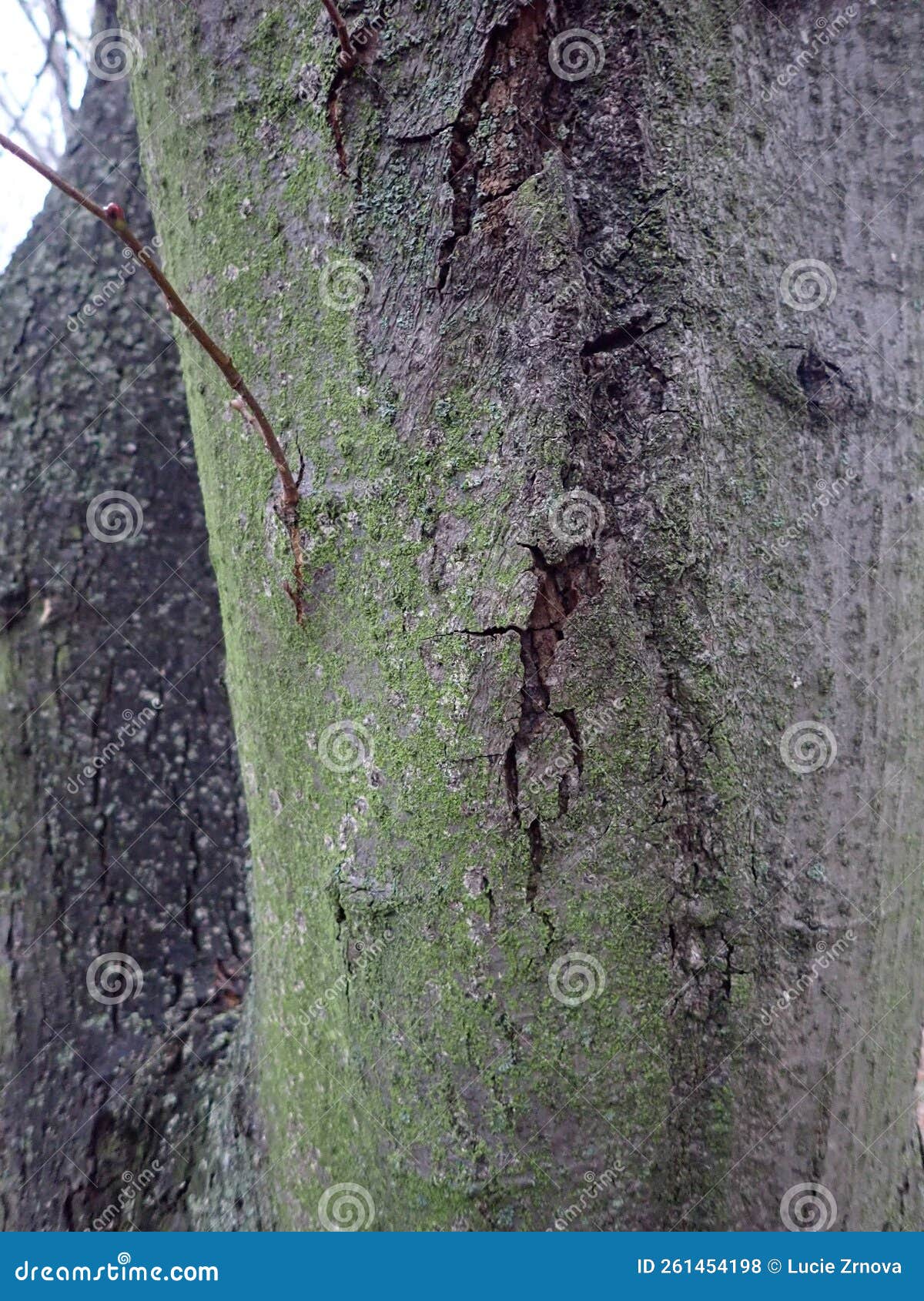 Texture of a Tree Trunk Skin Stock Photo - Image of design, line: 261454198