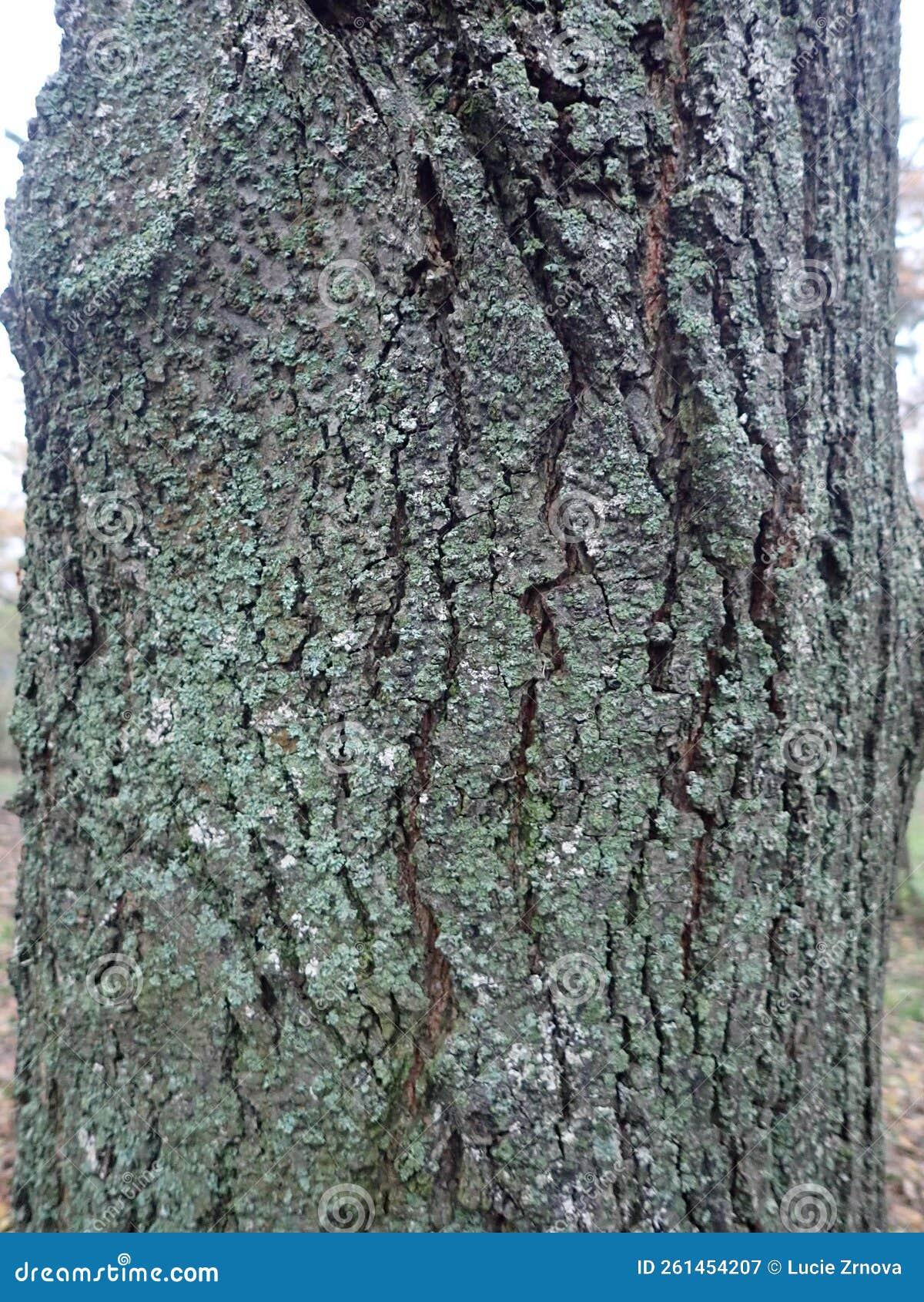 Texture of a Tree Trunk Skin Stock Image - Image of forrest, pattern ...