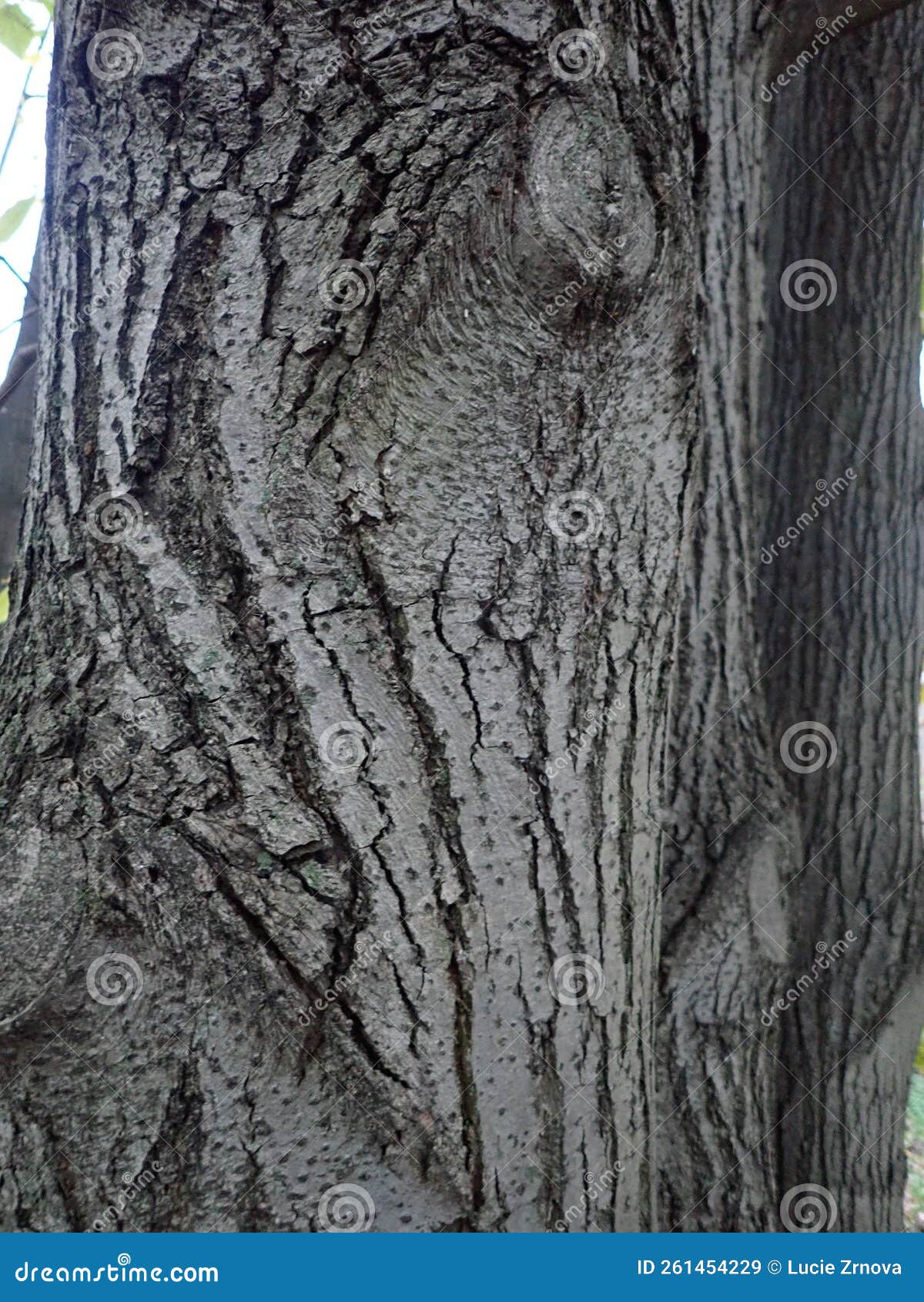 Texture of a Tree Trunk Skin Stock Image - Image of outdoor, background ...