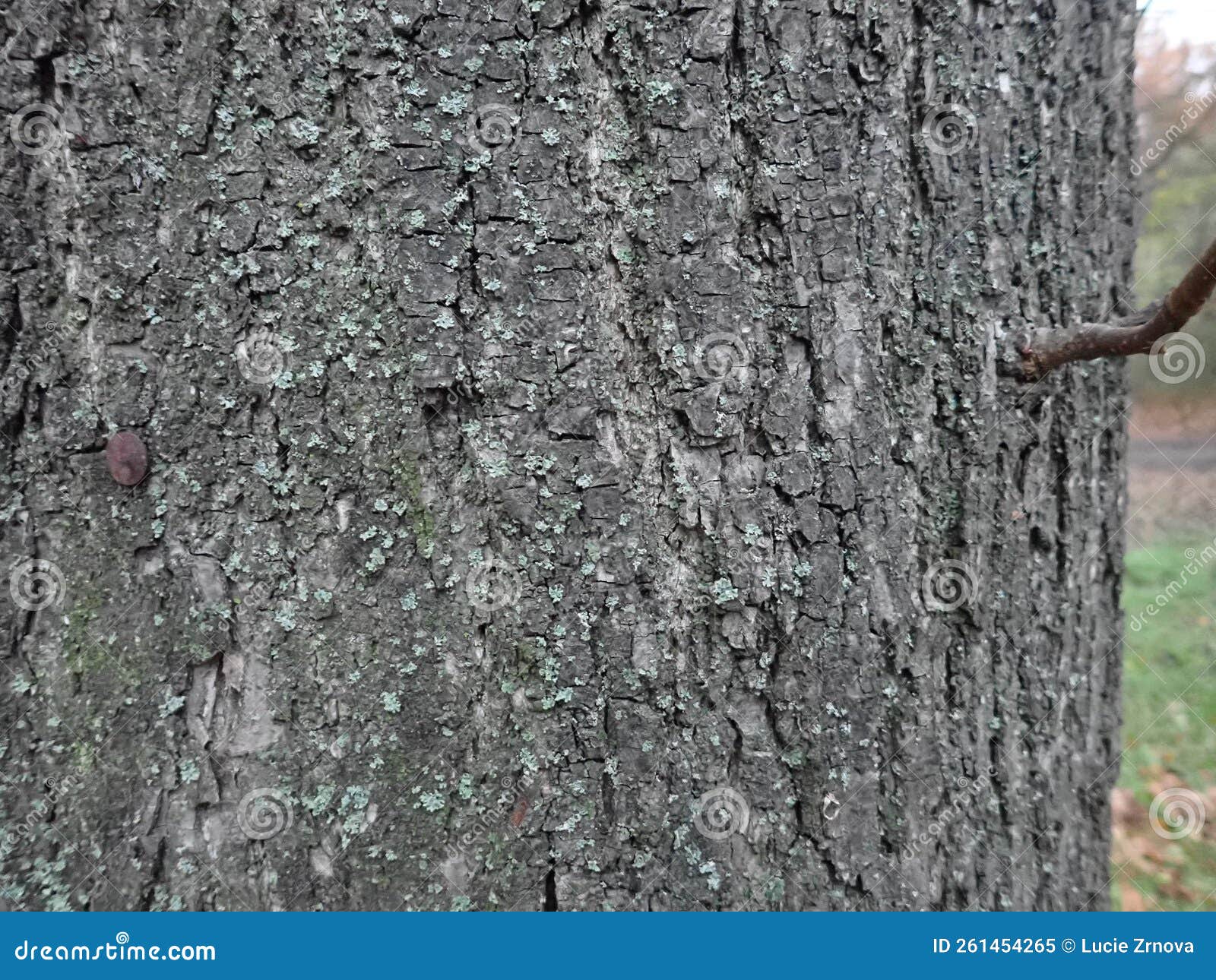 Texture of a Tree Trunk Skin Stock Image - Image of macro, background ...