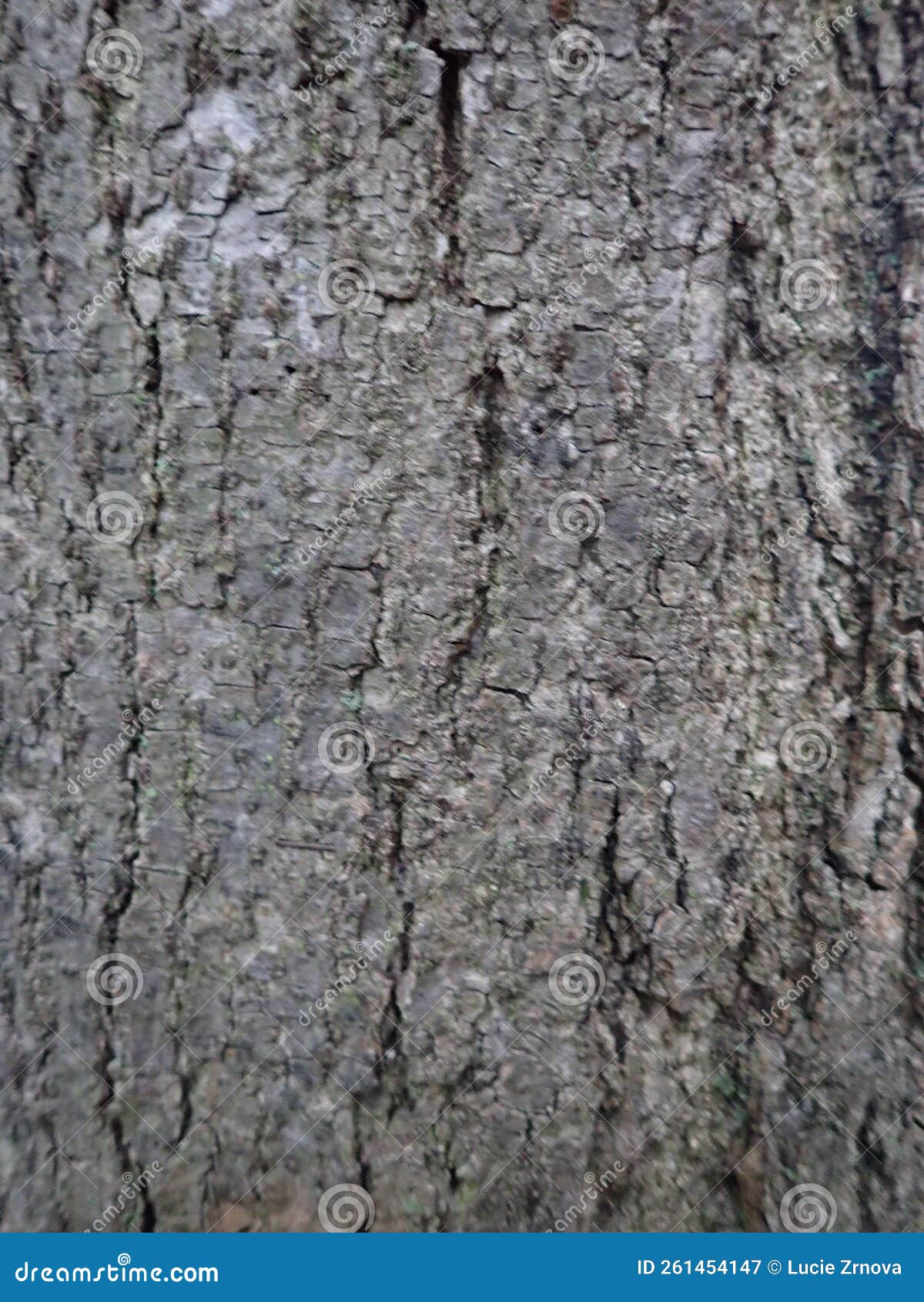 Texture of a Tree Trunk Skin Stock Image - Image of brown, corroded ...