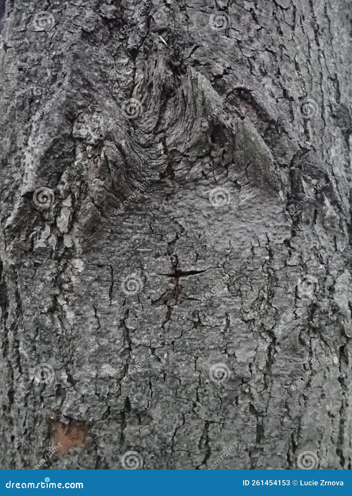 Texture of a Tree Trunk Skin Stock Image - Image of closeup, outdoor ...