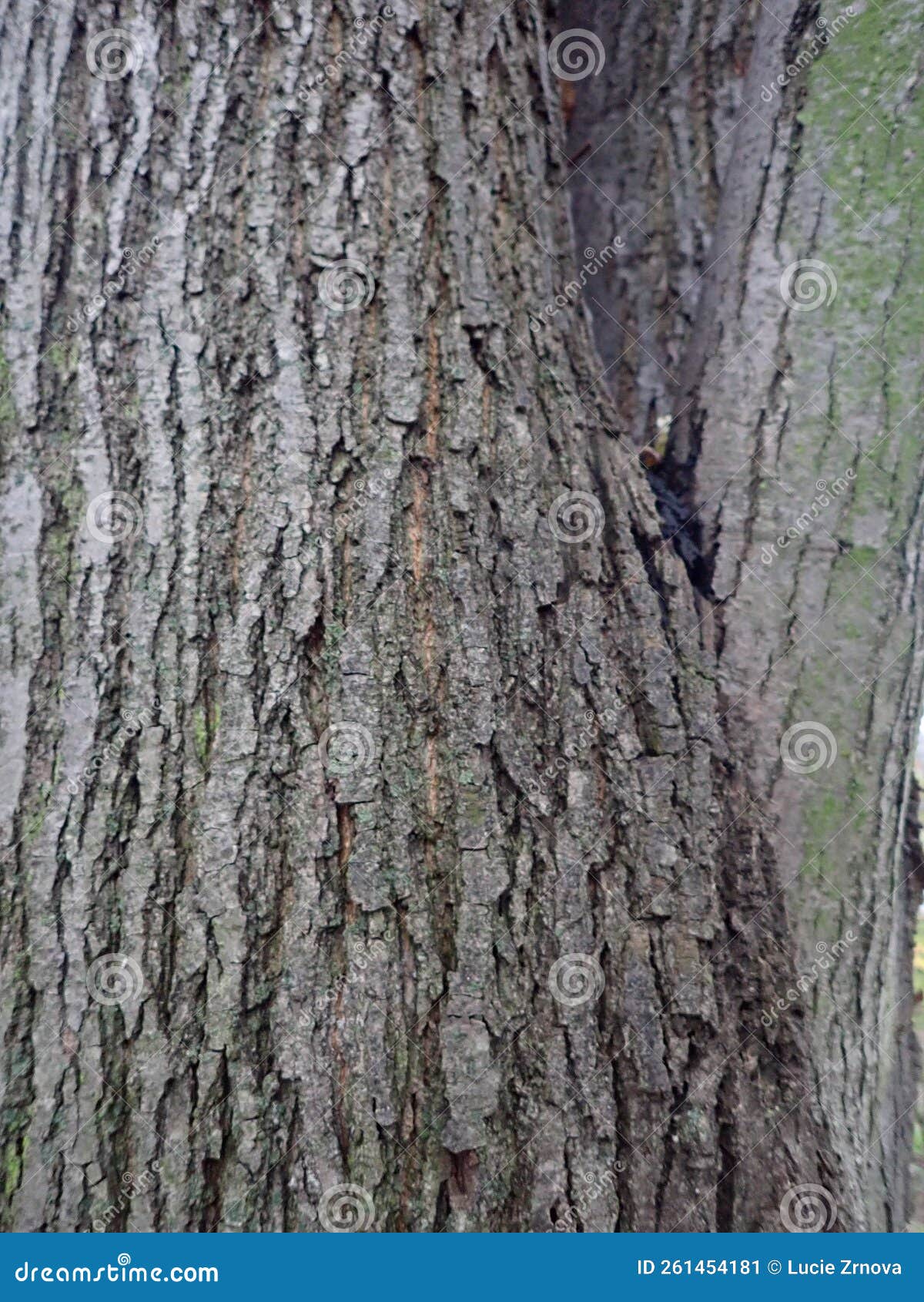 Texture of a Tree Trunk Skin Stock Image - Image of corroded, forestry ...