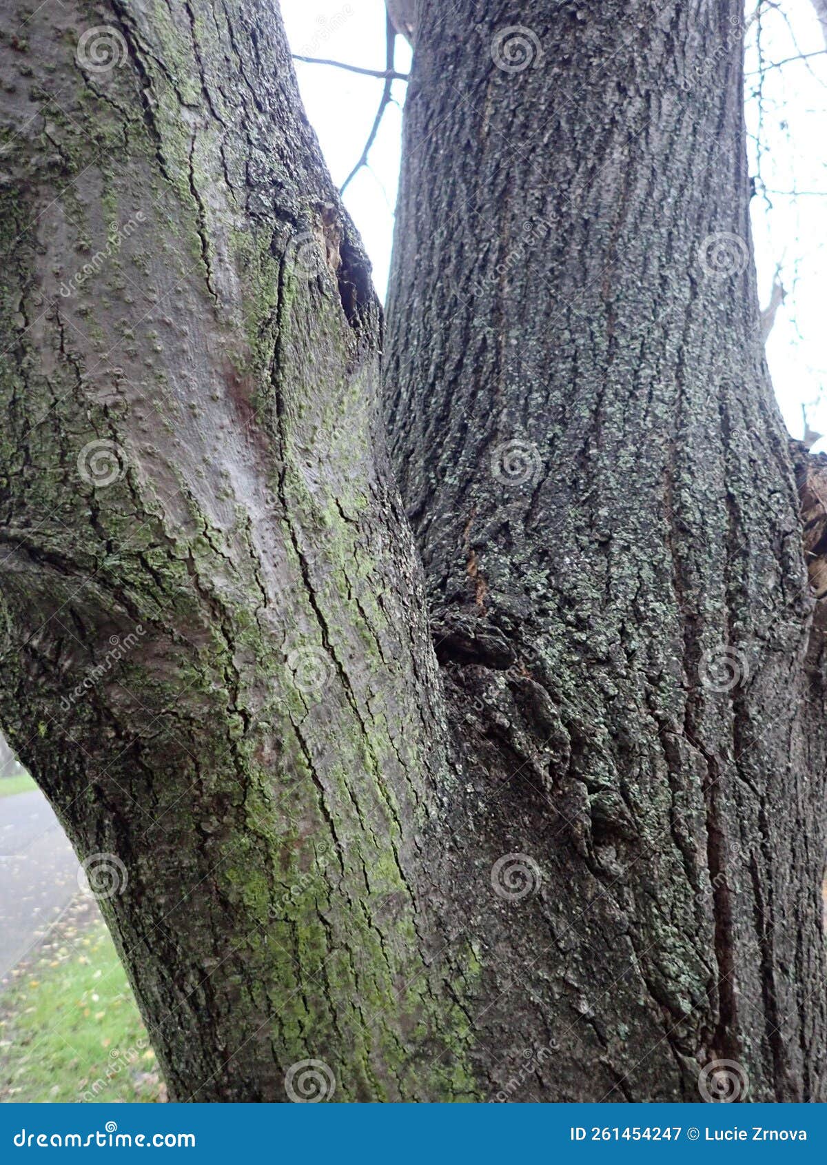 Texture of a Tree Trunk Skin Stock Image - Image of life, nature: 261454247