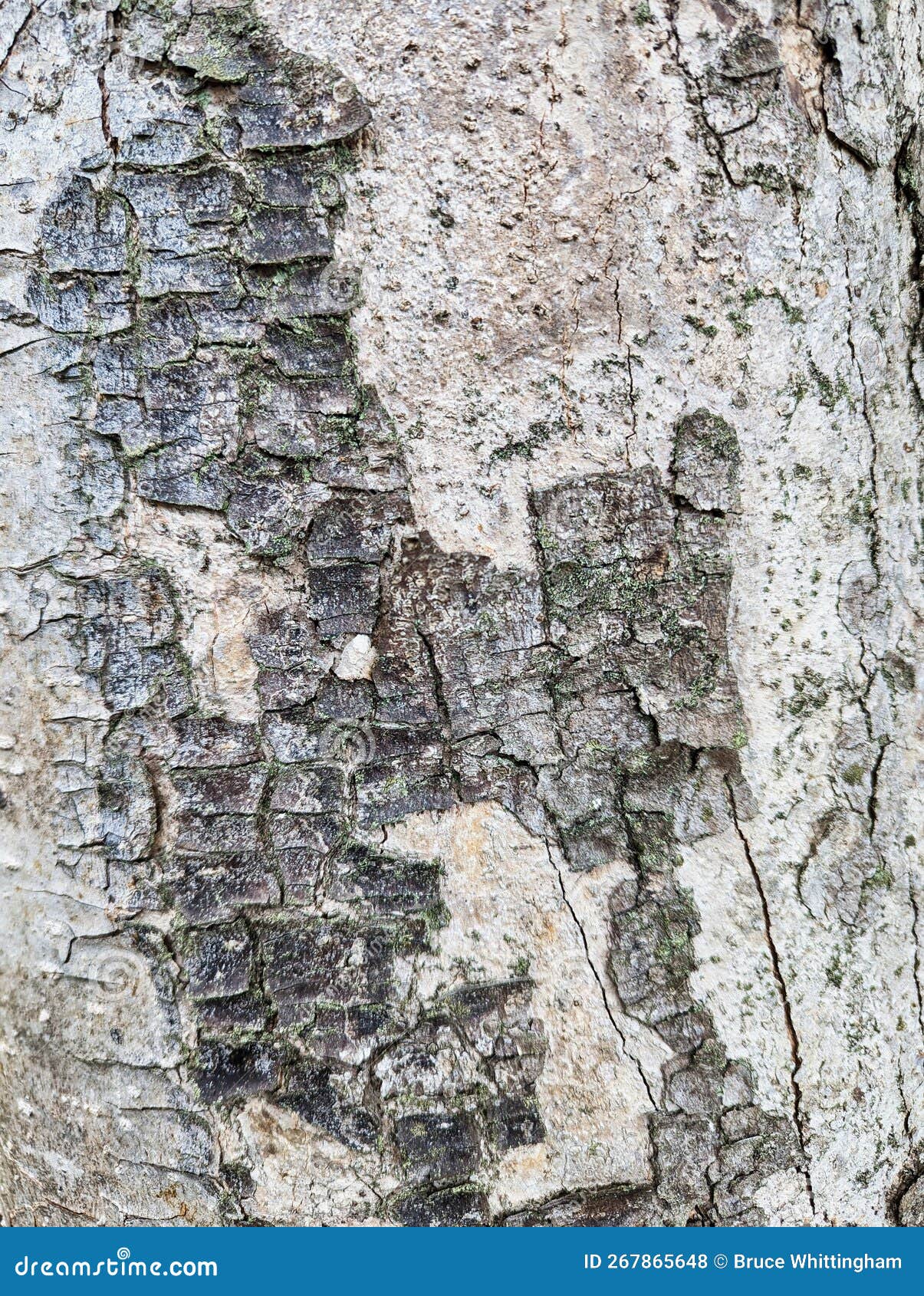 Cracked Bark on Old Birch Tree Stock Photo - Image of damage ...