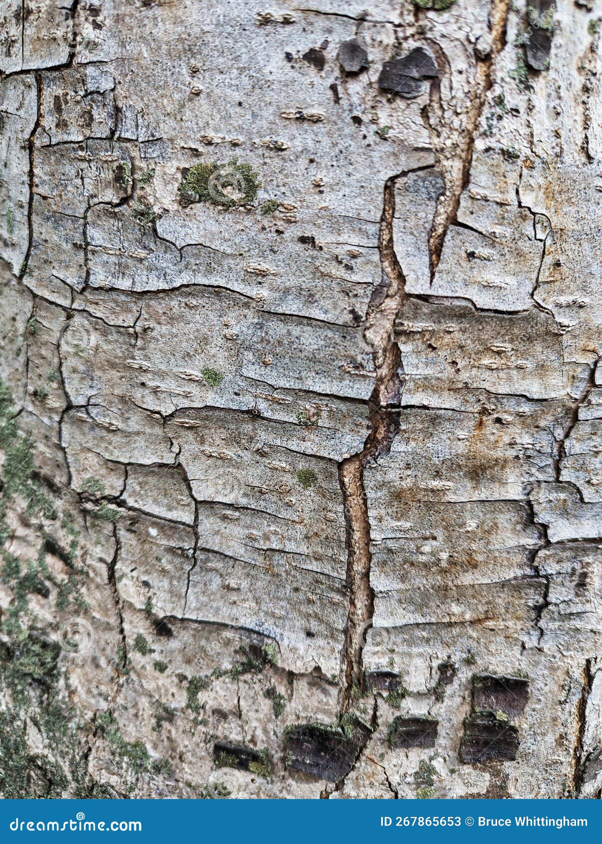 Cracked Bark on Old Birch Tree Stock Image - Image of layer, weather ...