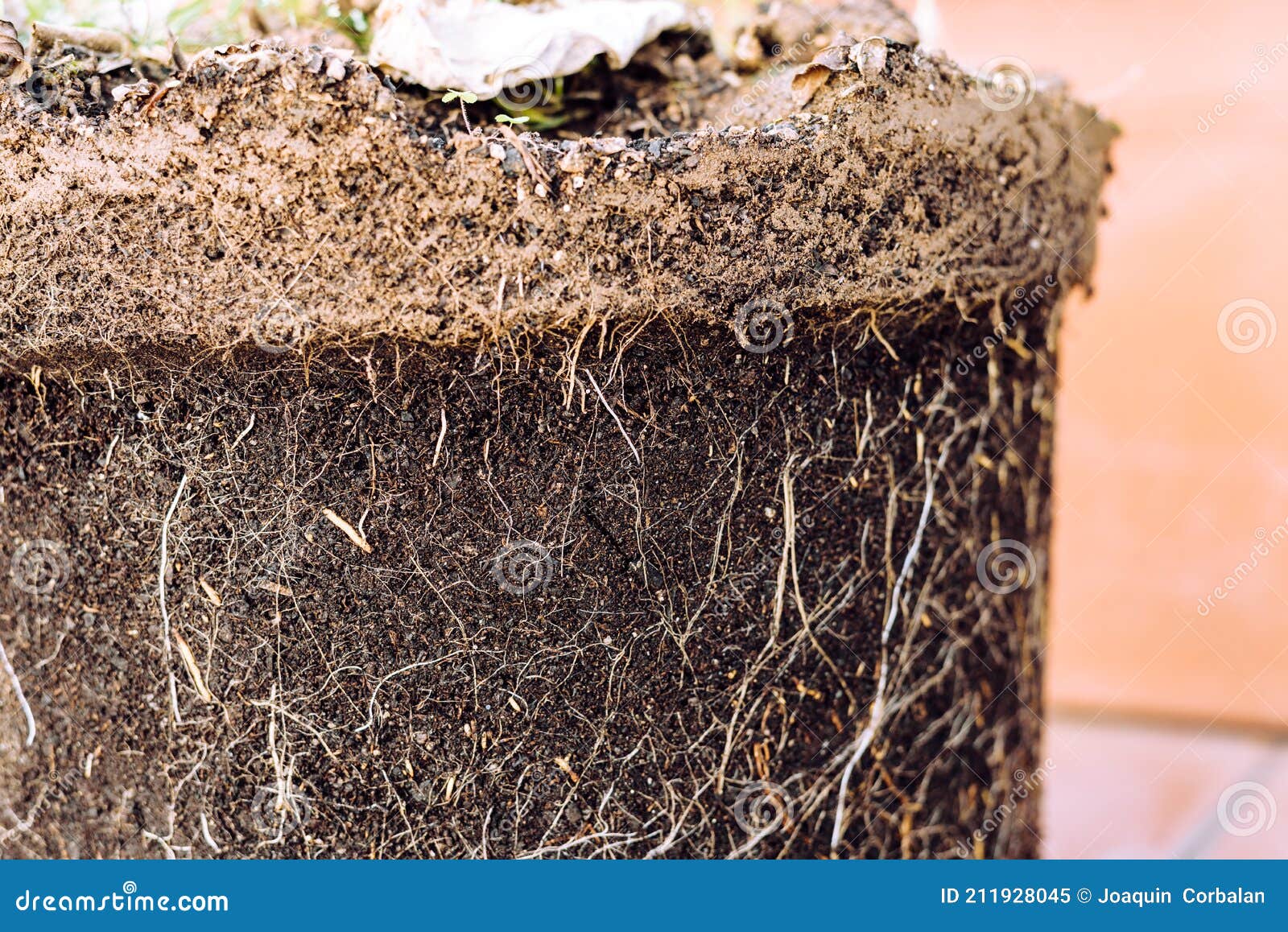 Detail of the Thin Roots of a Young Plant Stock Image - Image of ...