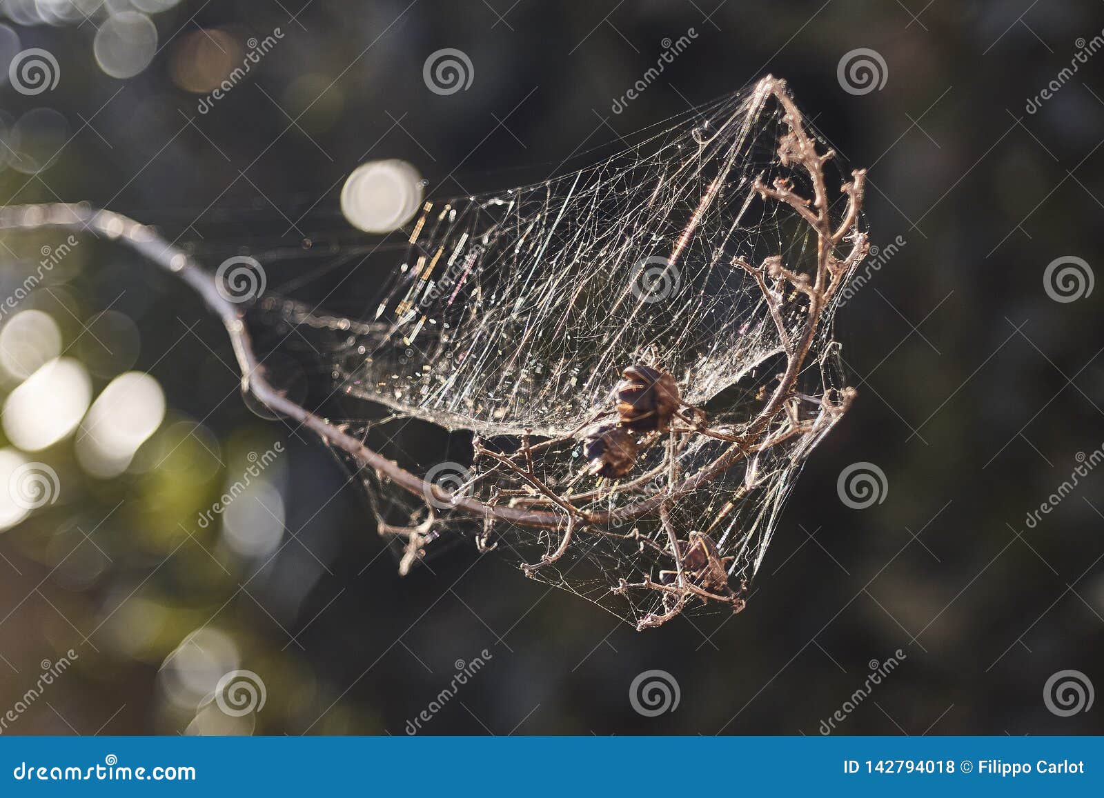 Spider Web between the Branches Stock Photo - Image of winter, threads ...