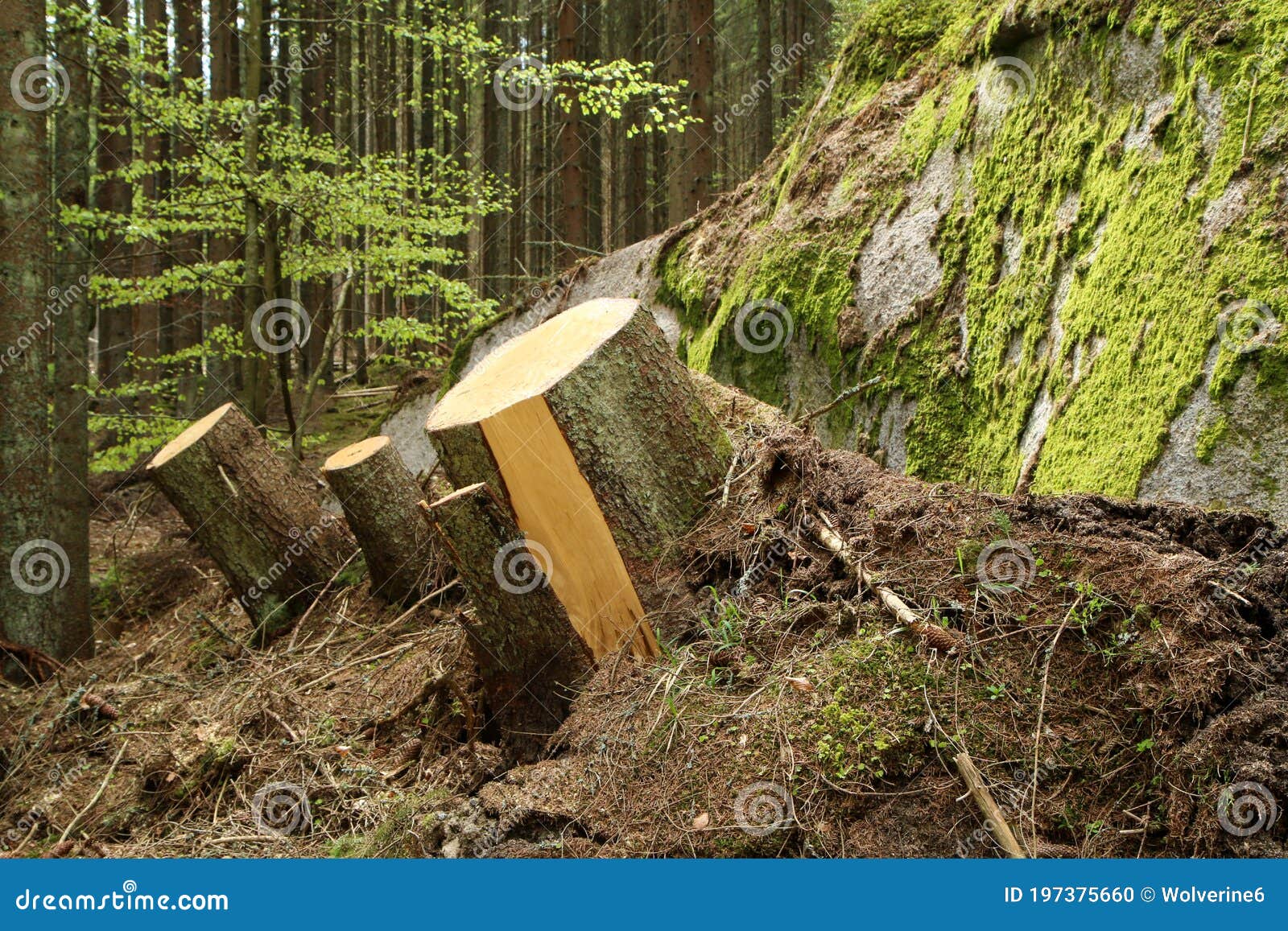 Three New Stumps Stock Photo | CartoonDealer.com #30873288