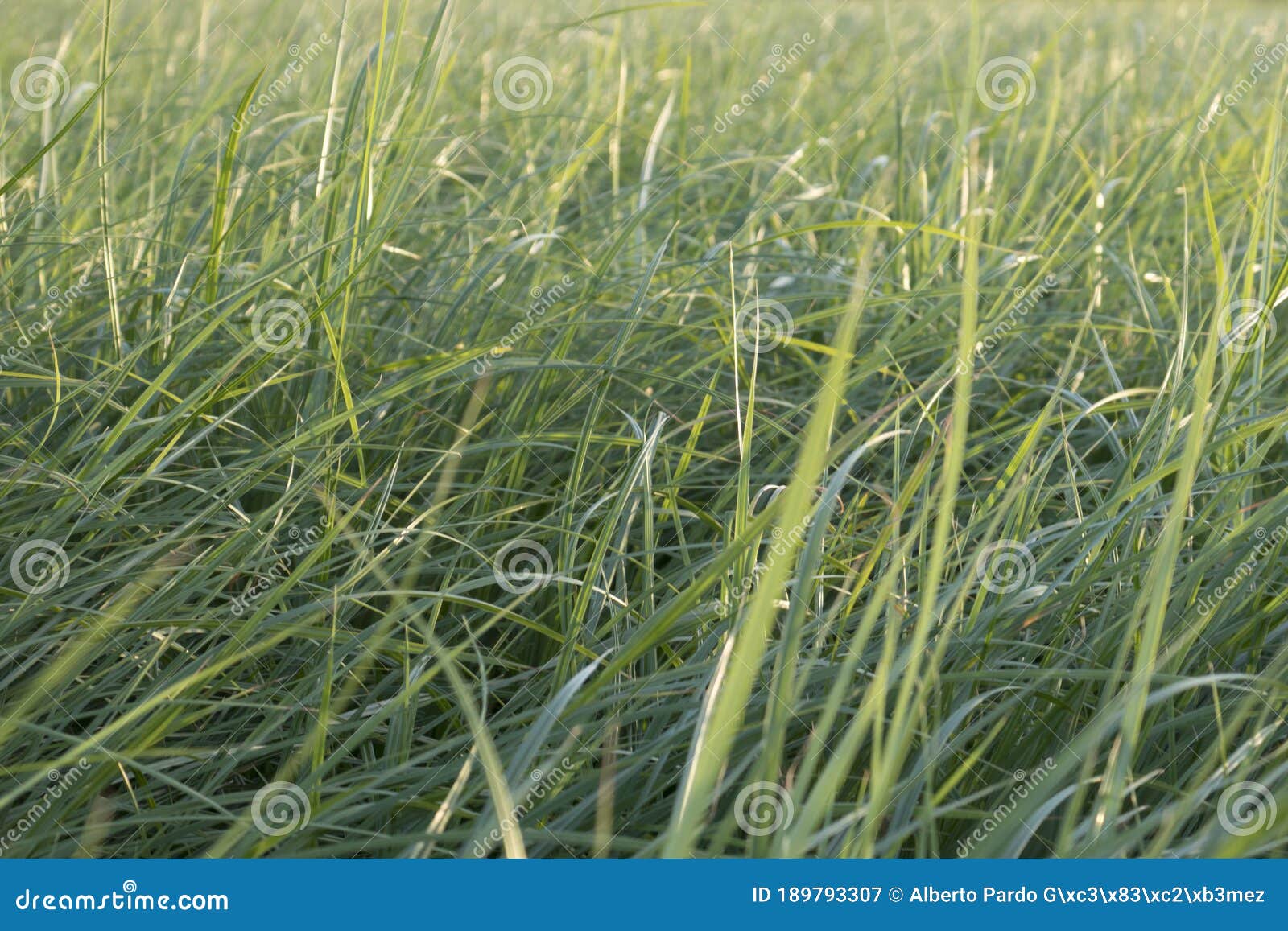 Detail of the Tigernut Plant in a Field Stock Image - Image of ...