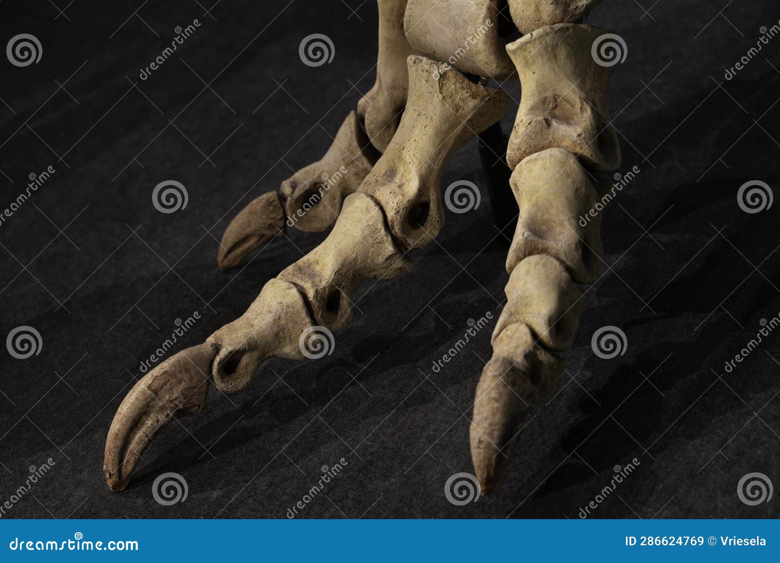 Detail of the Toe Bones of a Tarbosaurus Bataar Dinosaur Editorial ...