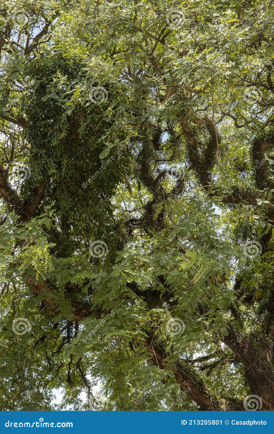 Top of big tree stock image. Image of nature, beautiful - 213205801